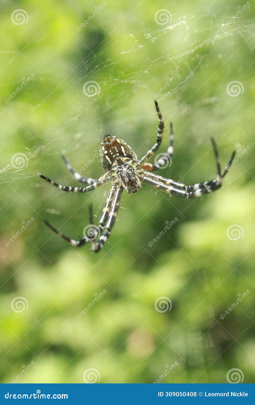 Forest Guardian, Big Spider on the Spinner Stock Photo - Image of ...
