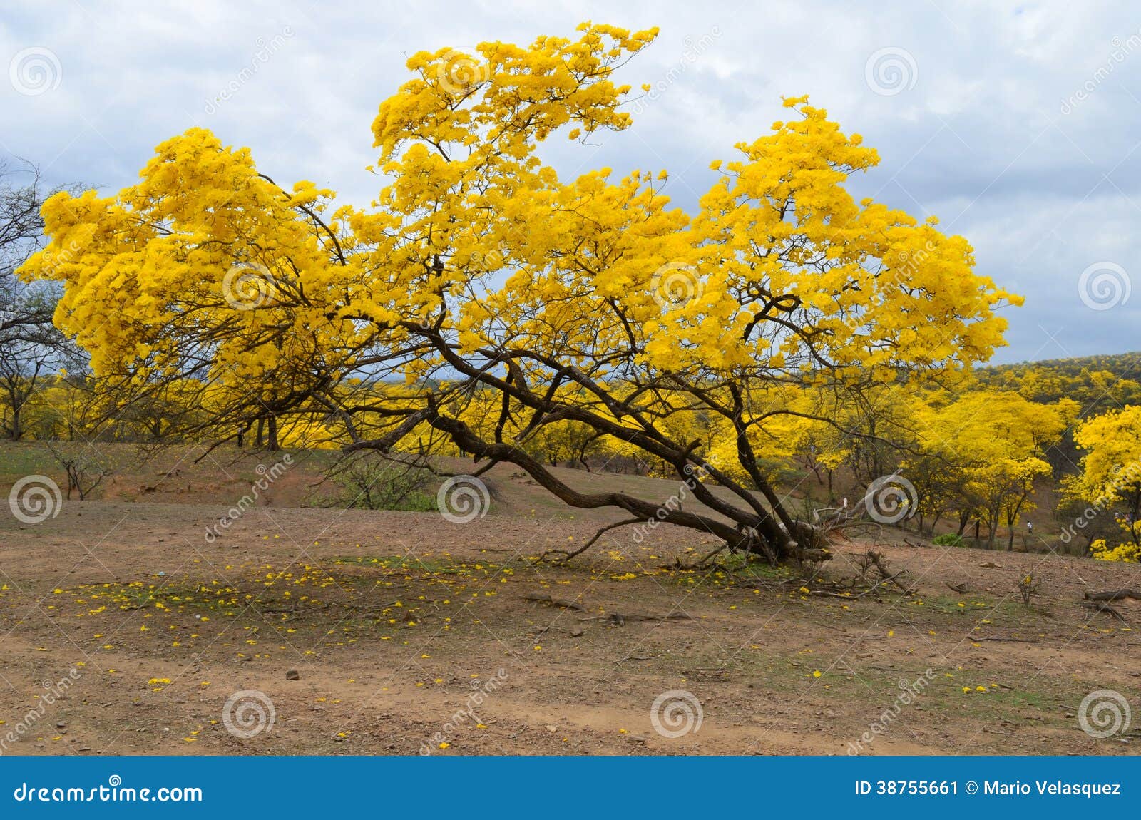 Forest of Guayacanes stock image. Image of mangahurco - 38755661