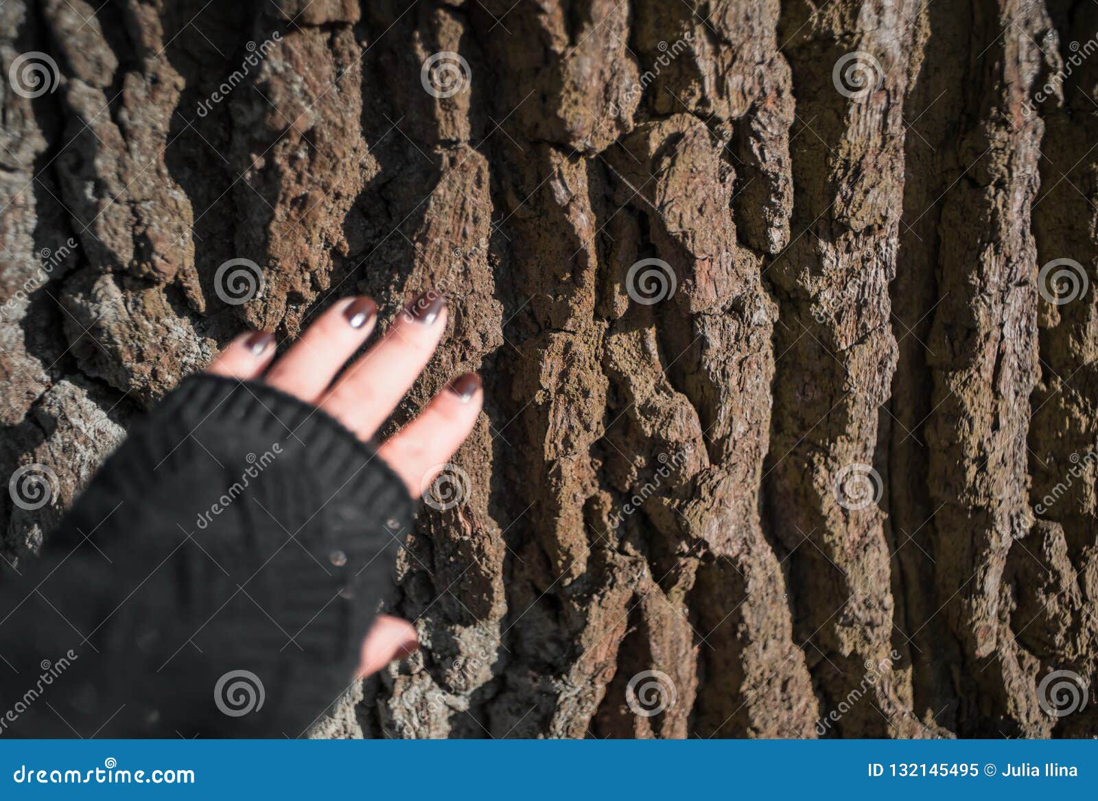 Tree Bark Texture Hand Sunlight Cold Stock Image - Image of closeup ...