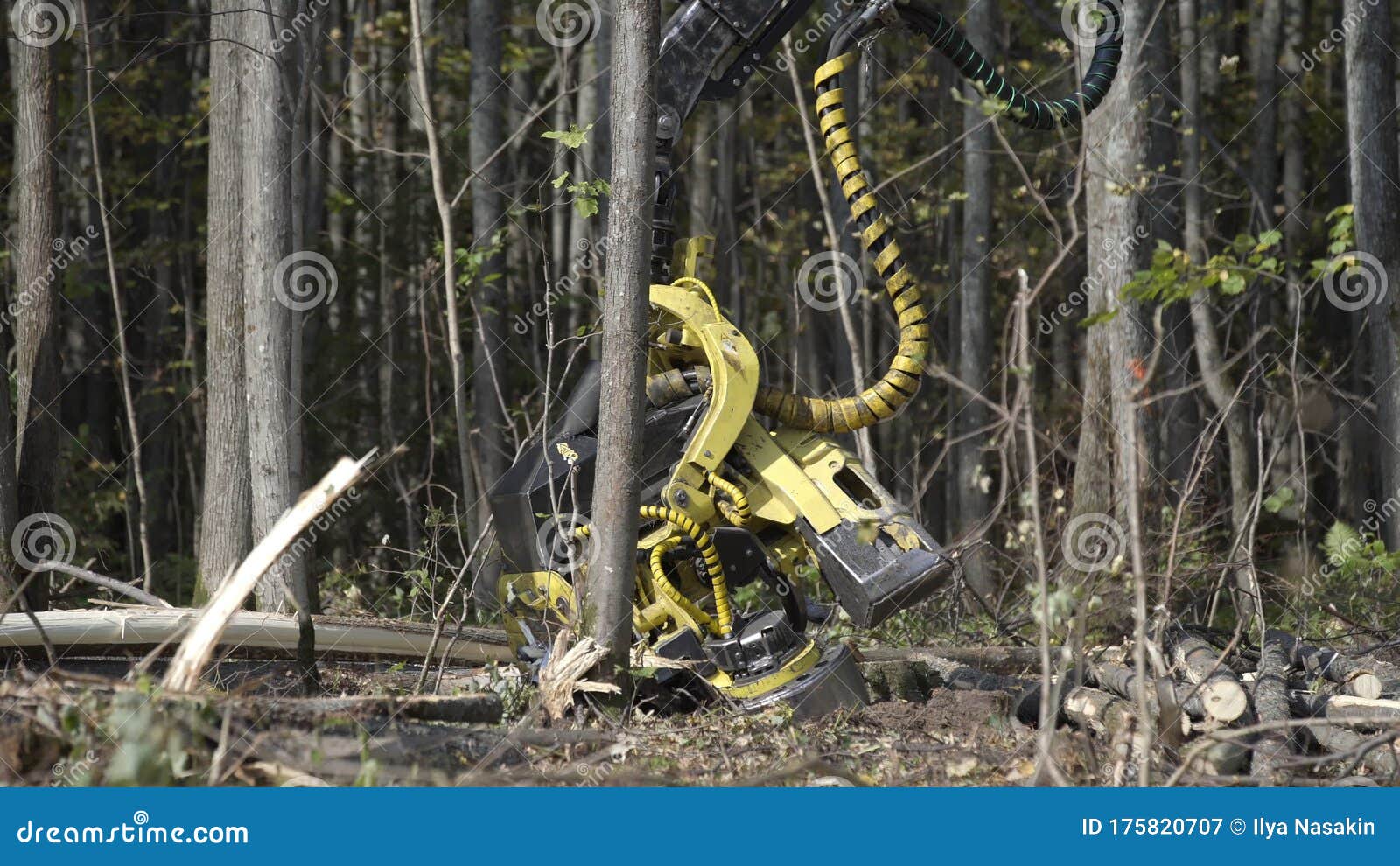 Forest Harvester Fells Sawed Tree, Falling Felled Tree. Logging Machine ...