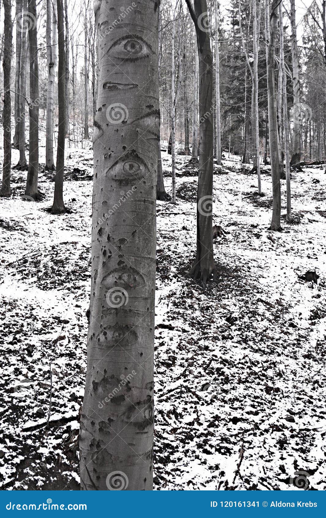 The Forest has Eyes stock image. Image of forest, trees - 120161341