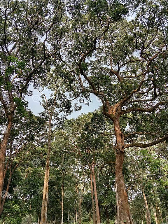 A Forest that Has Large and Sturdy Trees Stock Image - Image of grove, produce: 304253539