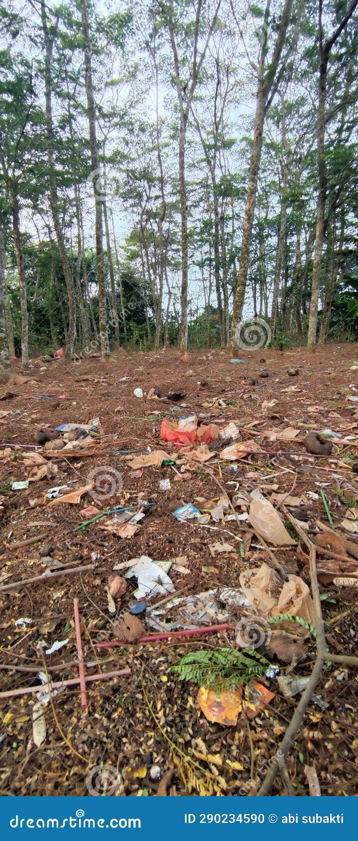 The FOREST HAS a LOT of GARBAGE because it& X27;S NOT CLEAN Stock Photo ...
