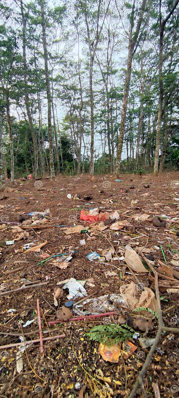The FOREST HAS a LOT of GARBAGE because it& X27;S NOT CLEAN Stock Photo ...