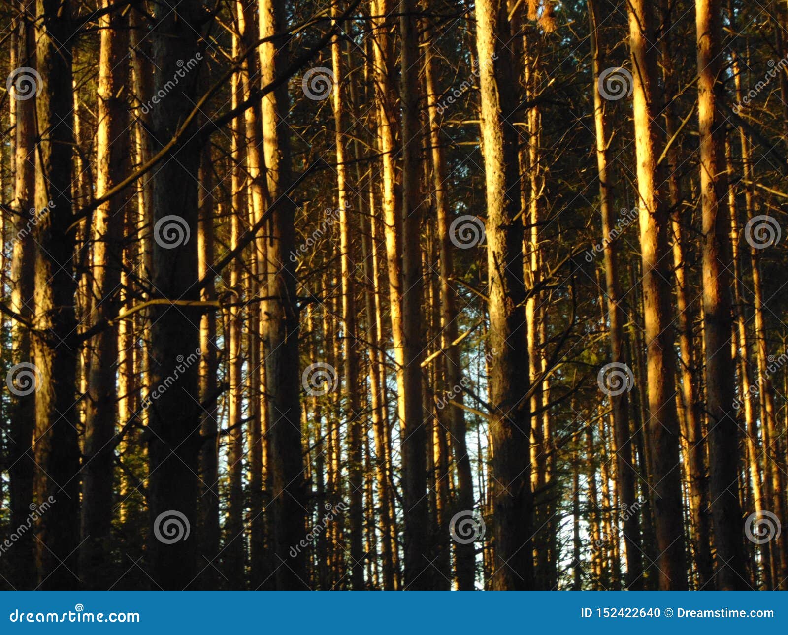 And the Forest Has Spread the Sunset Strings Stock Photo - Image of ...
