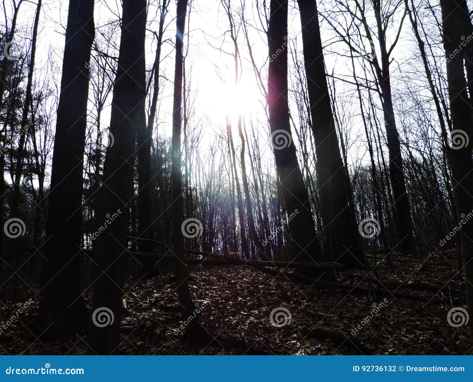 Forest stock photo. Image of tree, haunting, beautiful - 92736132