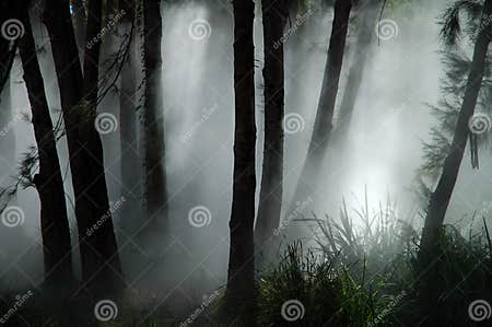 Forest haze stock photo. Image of weather, misty, branch - 2326092