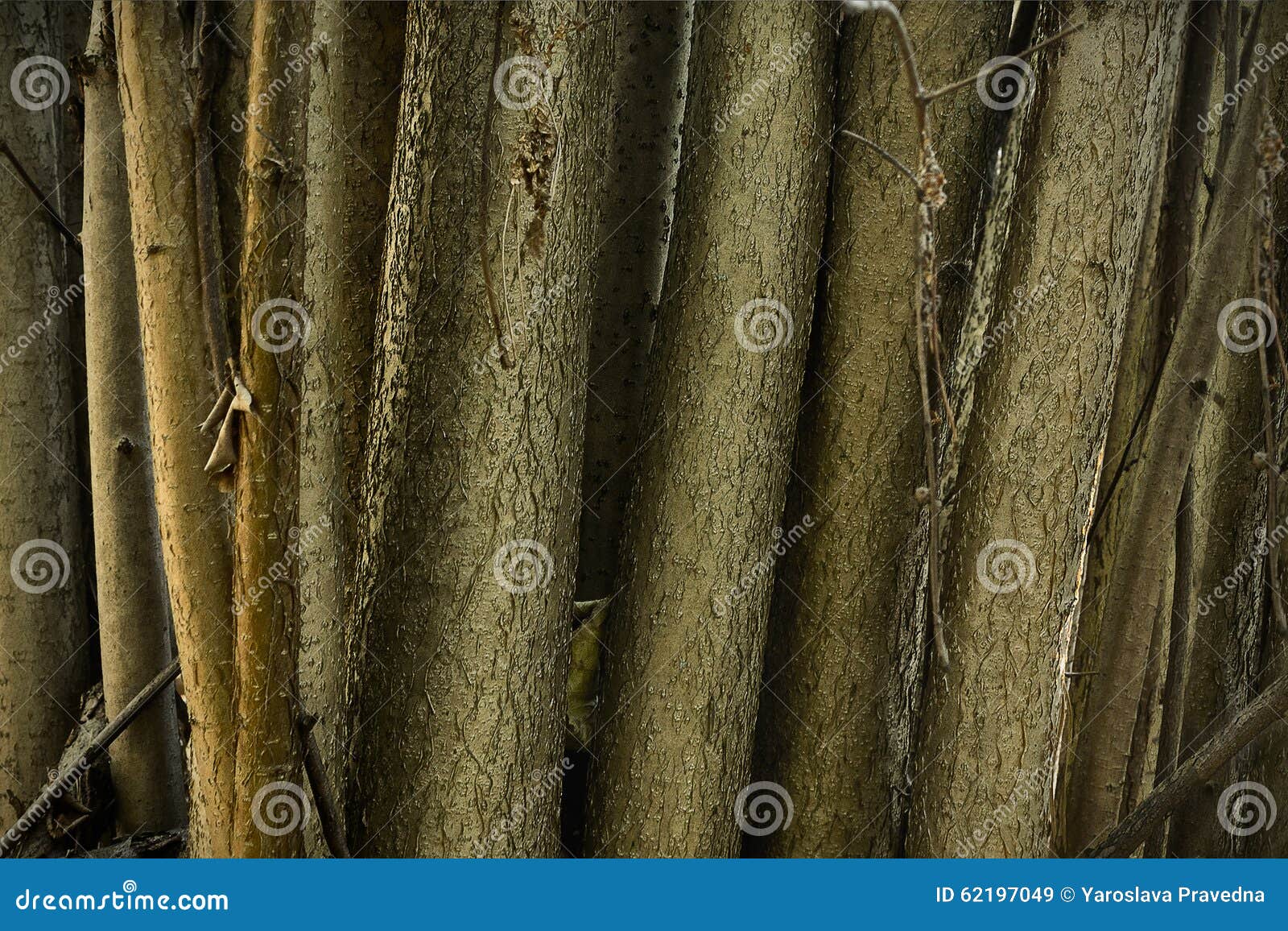 Forest hazel bush stock image. Image of hazel, bushes - 62197049