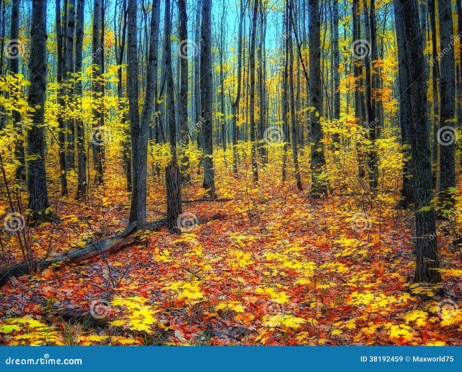 Forest HDR stock image. Image of nature, stone, sunrise - 38192459