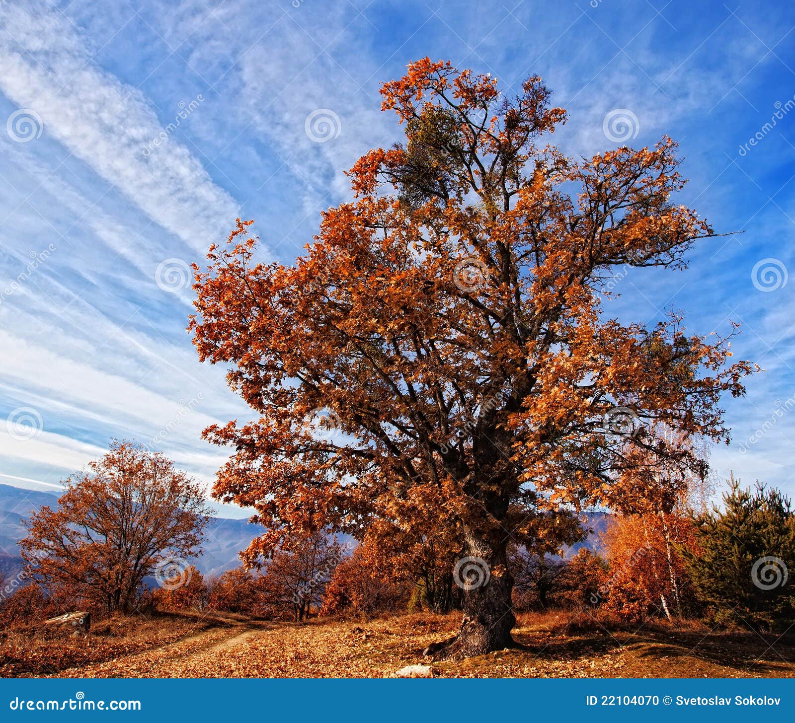 Forest hdr landscape stock photo. Image of fall, scene - 22104070