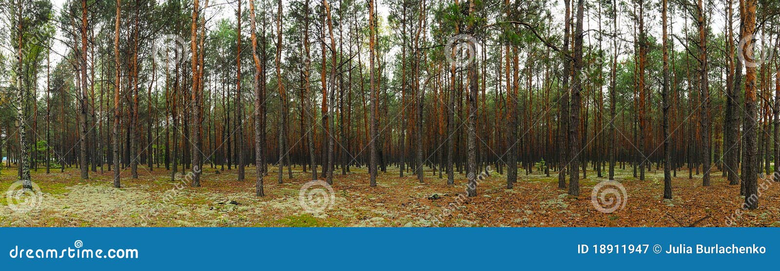 Forest header stock image. Image of header, brown, green - 18911947
