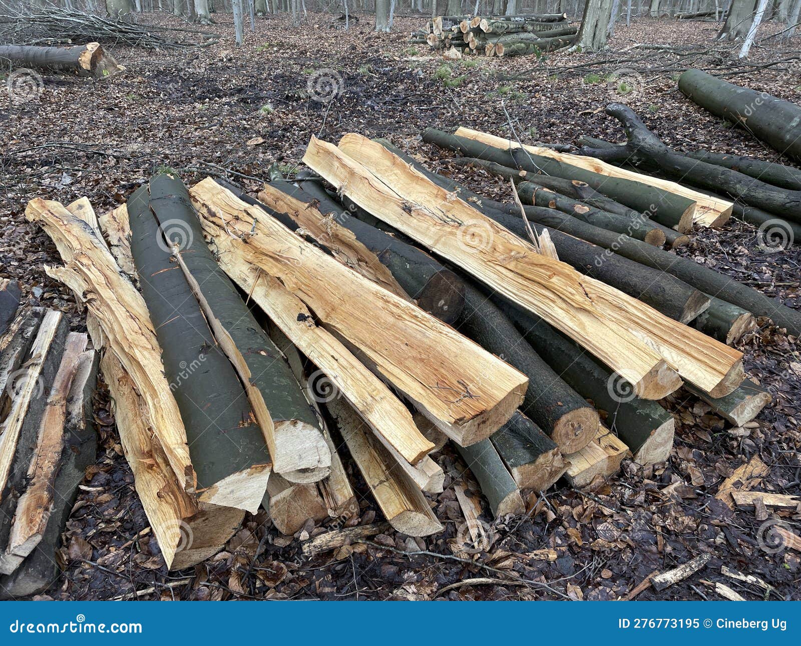 Felled Tree Trunks and Branches Stock Image - Image of wood, timber ...