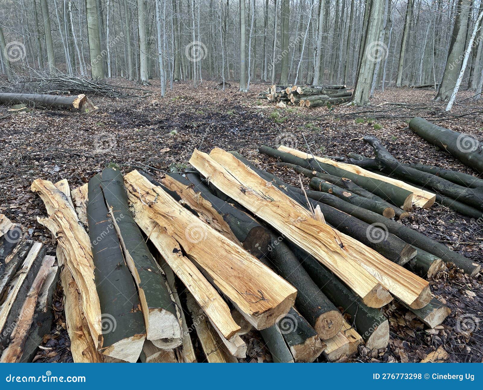 Heap of Felled Tree Trunks and Branches Stock Photo - Image of ...