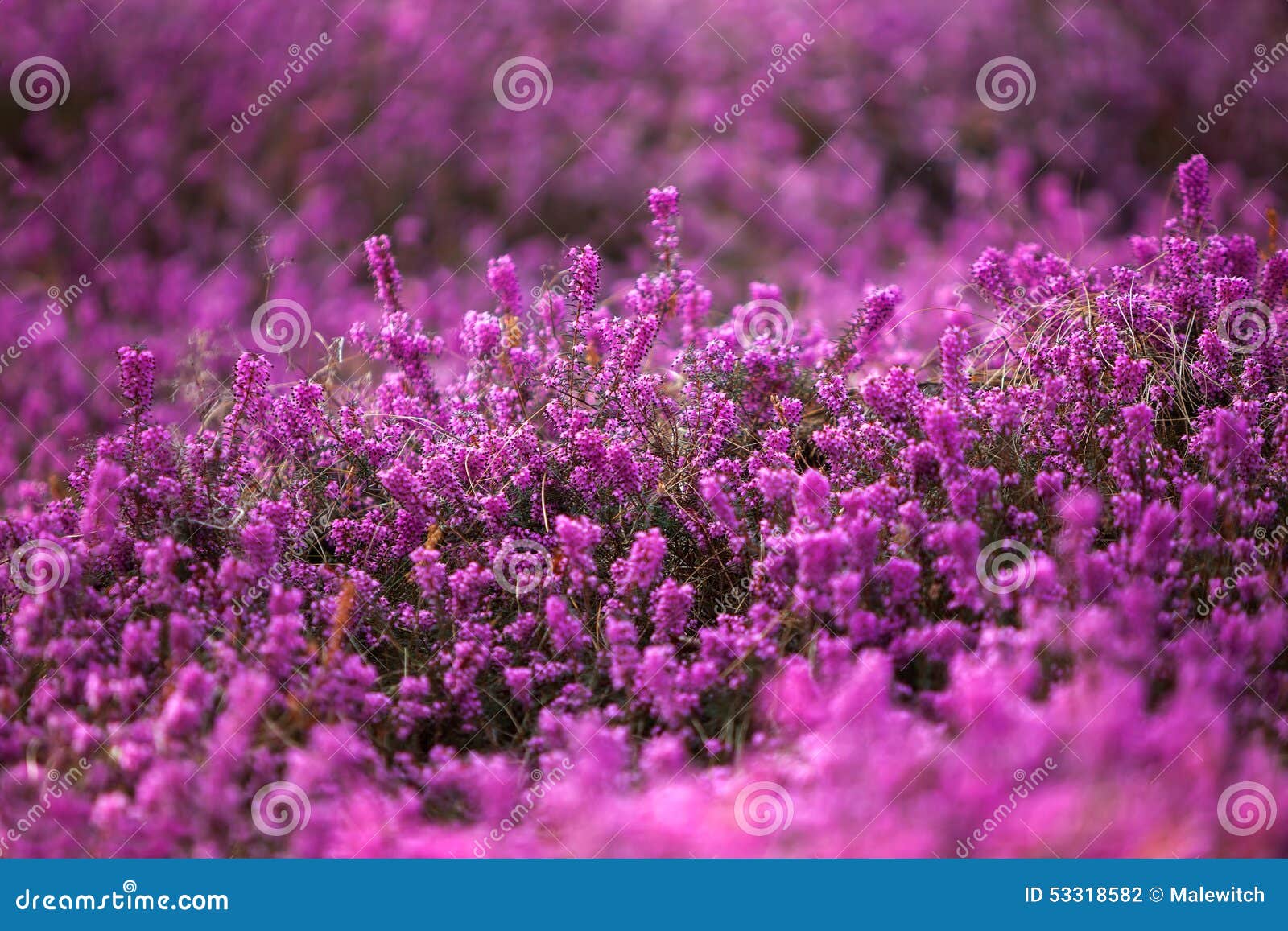Forest heather stock photo. Image of purple, heather - 53318582