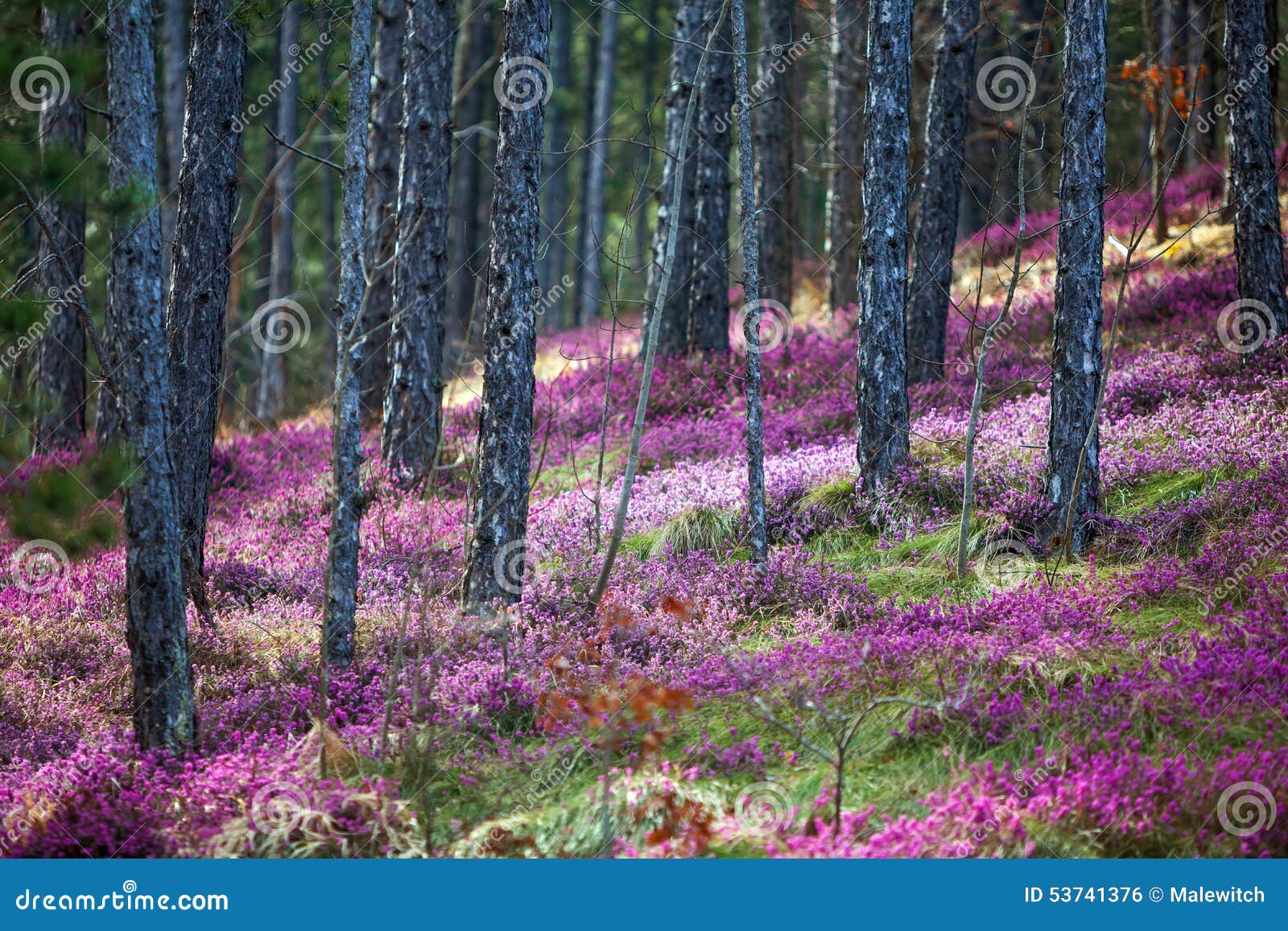 Forest heather stock photo. Image of blossoming, fresh - 53741376