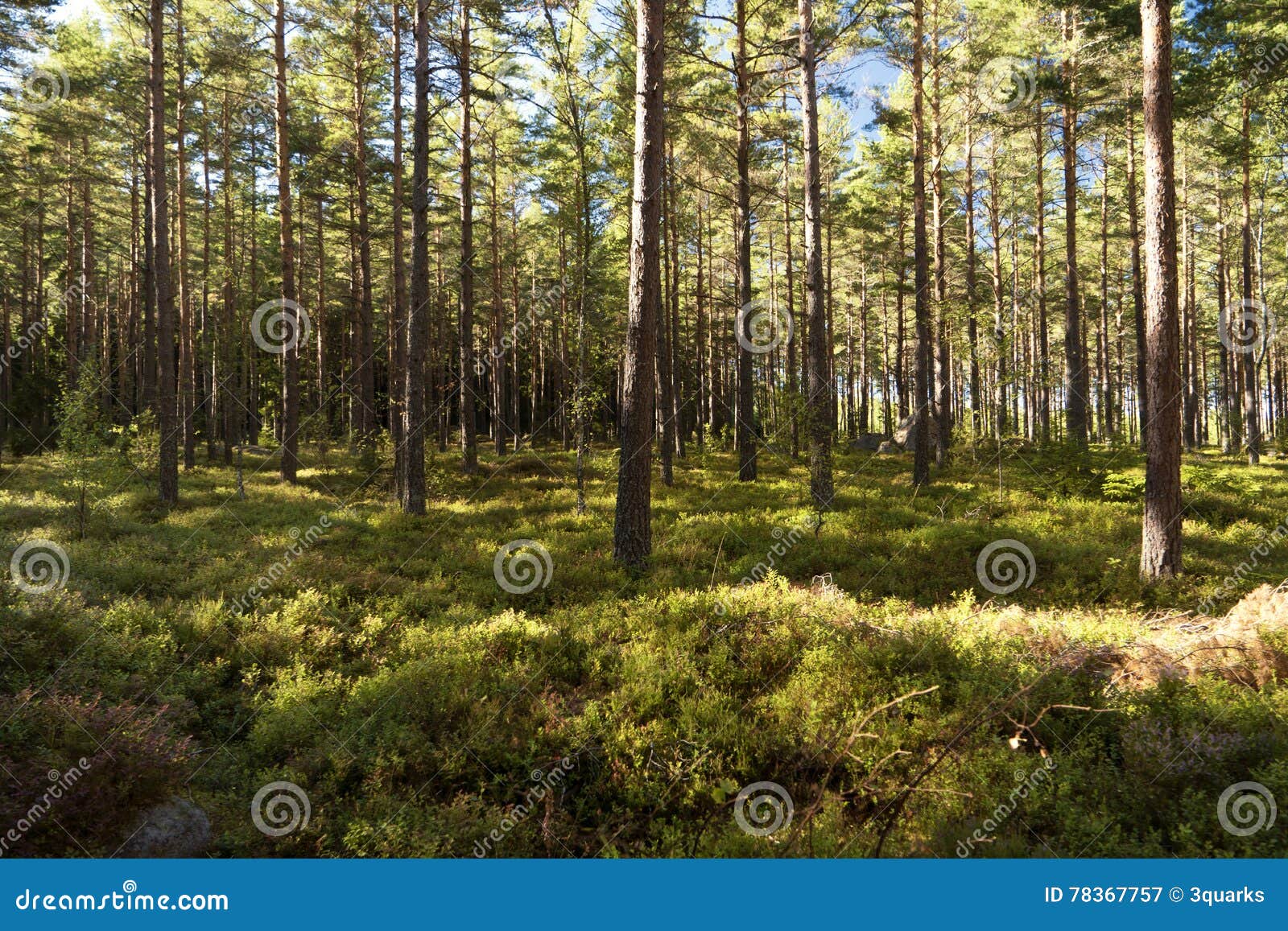 Forest and heathland stock image. Image of backlight - 78367757