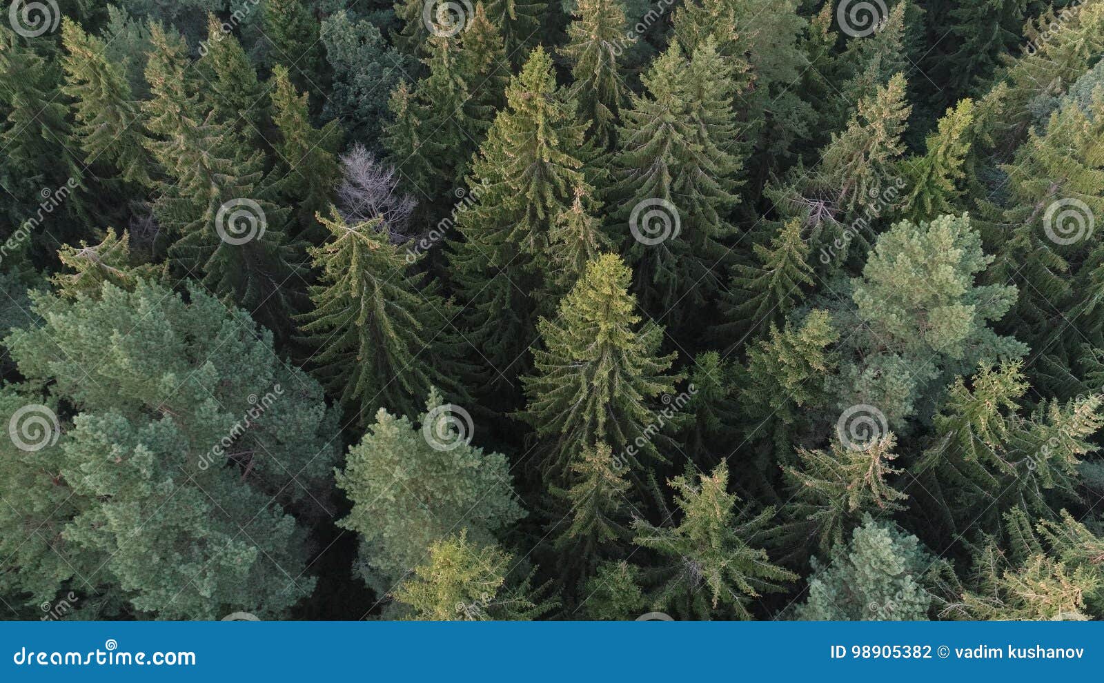 Forest stock photo. Image of trees, drone, forest, height - 98905382