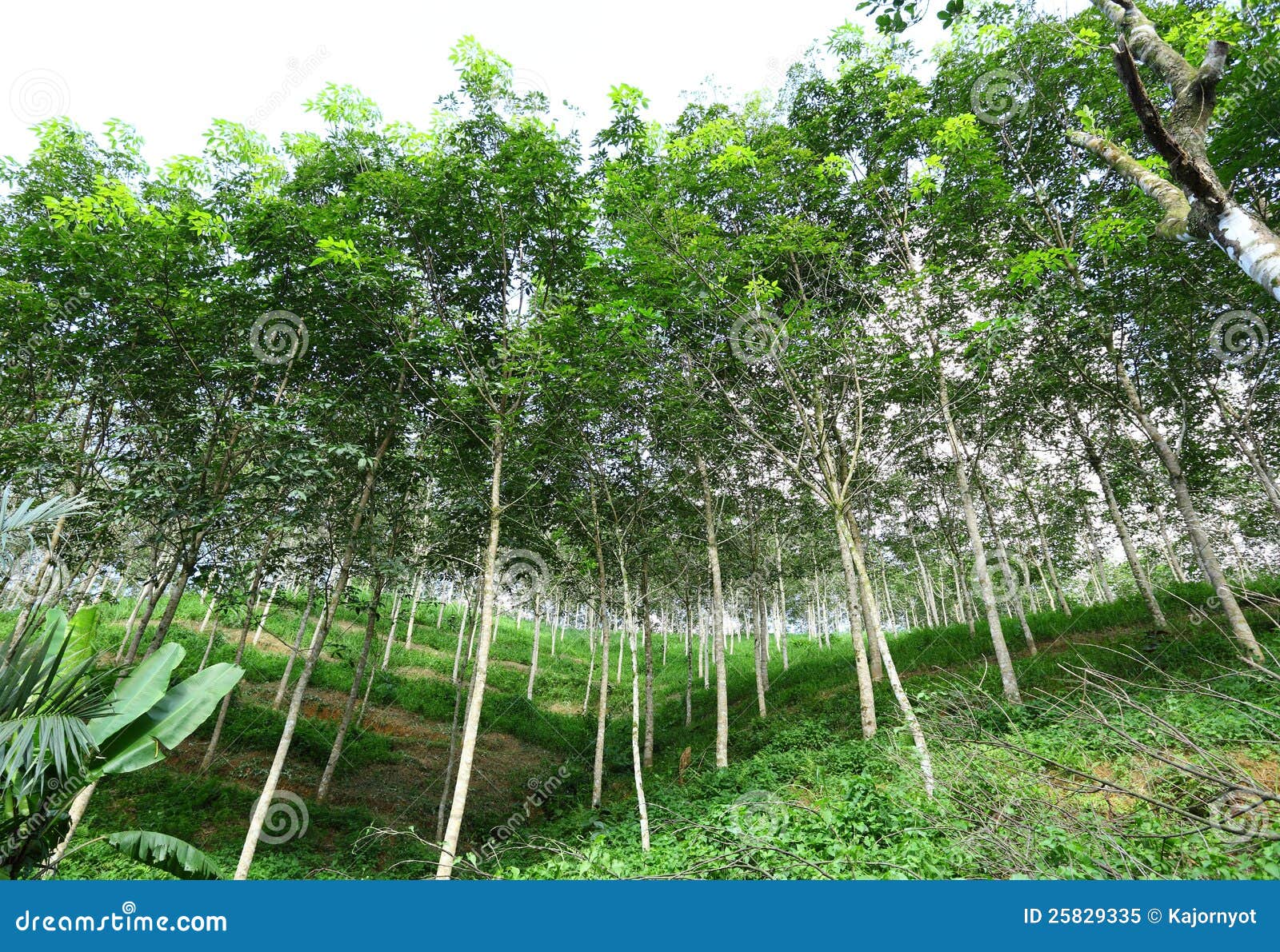 Forest of Hevea Brasiliensis Stock Image - Image of milk, forest: 25829335