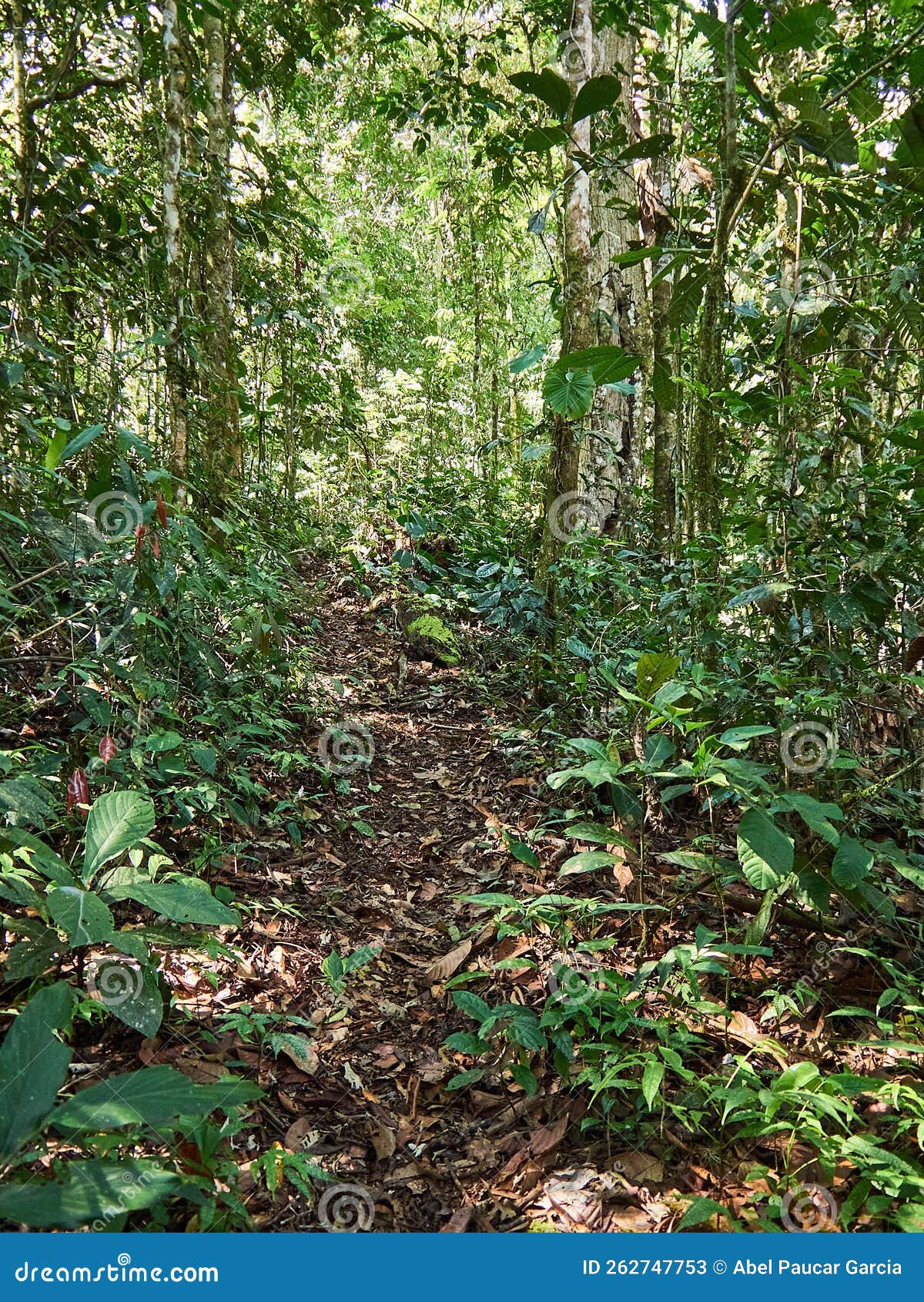 Forest in High Peruvian Jungle Stock Image - Image of flower, peruvian ...