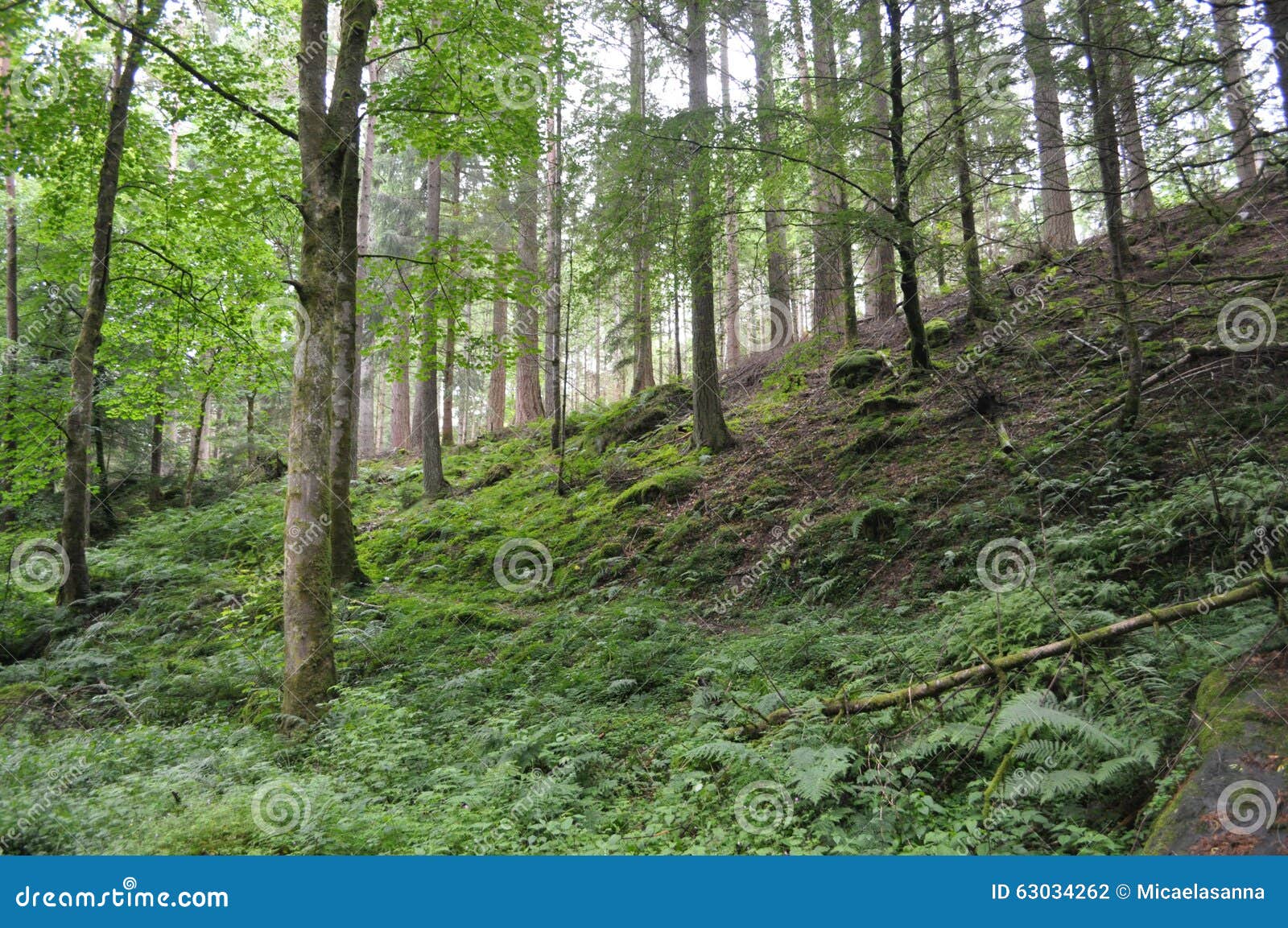 Forest in the Highlands of Scotland Stock Photo - Image of mountain ...