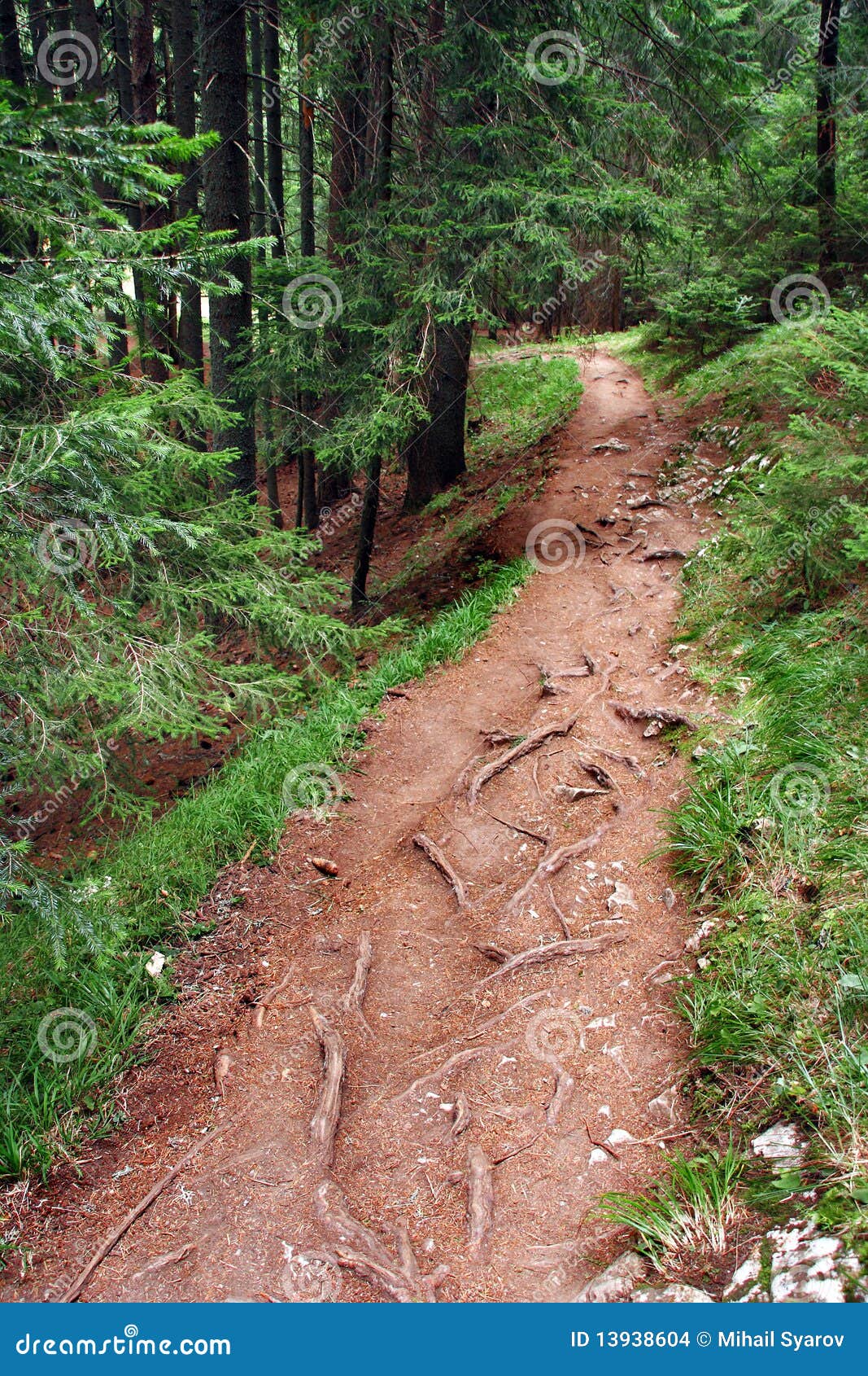 Forest hiking path stock photo. Image of leaf, woods - 13938604