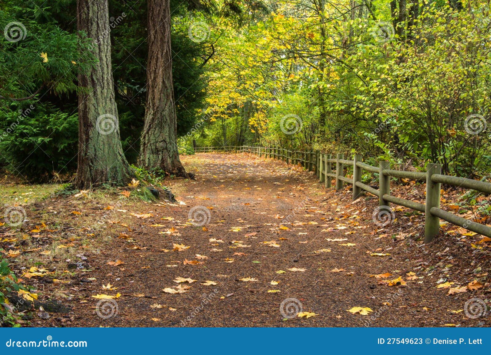 Forest Hiking Trail stock image. Image of american, foliage - 27549623