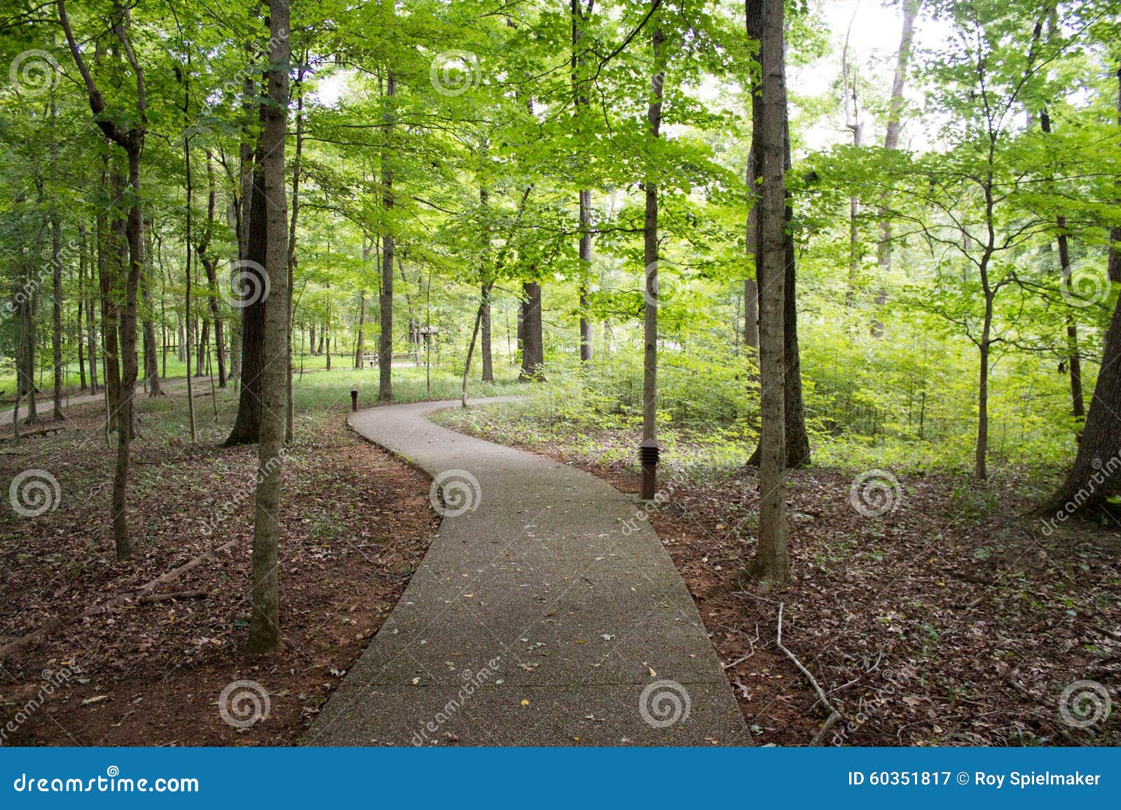 Forest hiking trail stock image. Image of autumn, park - 60351817