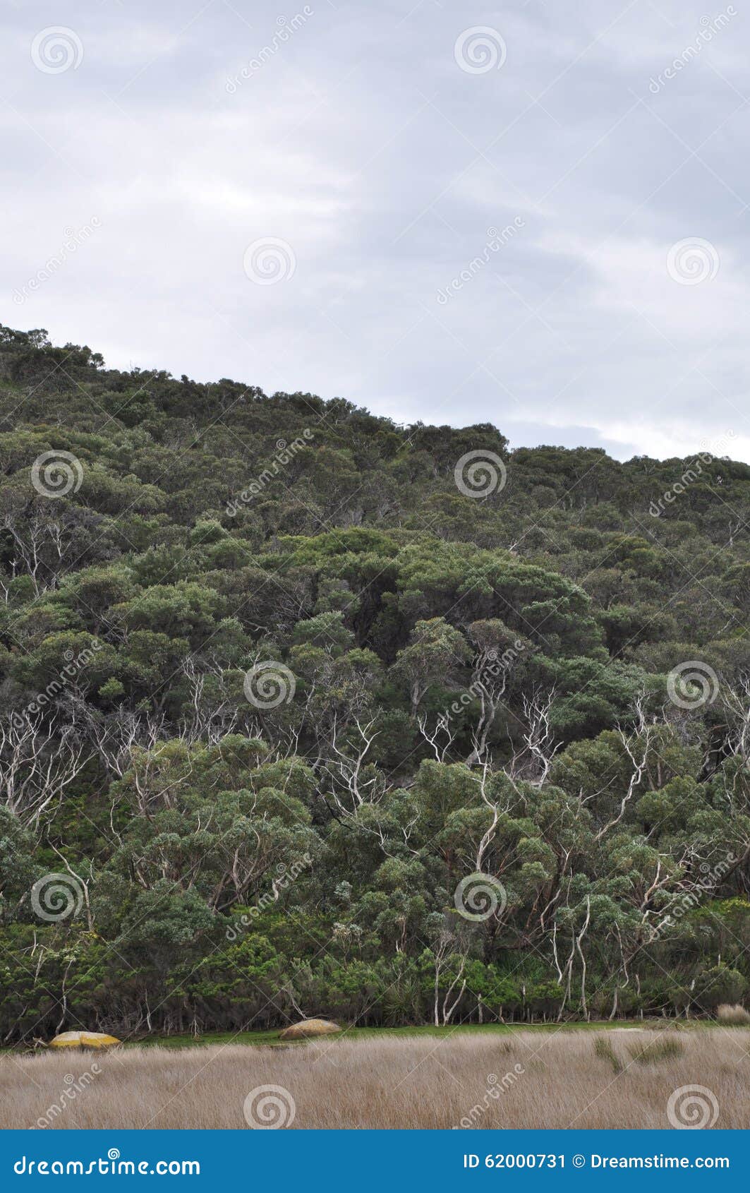Forest on a hill stock image. Image of australia, forest - 62000731