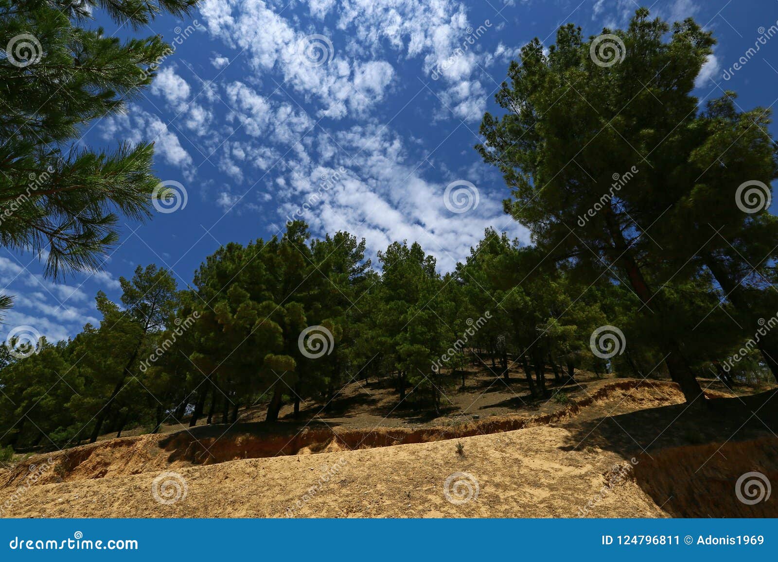 Forest hill landscape stock image. Image of travelling - 124796811