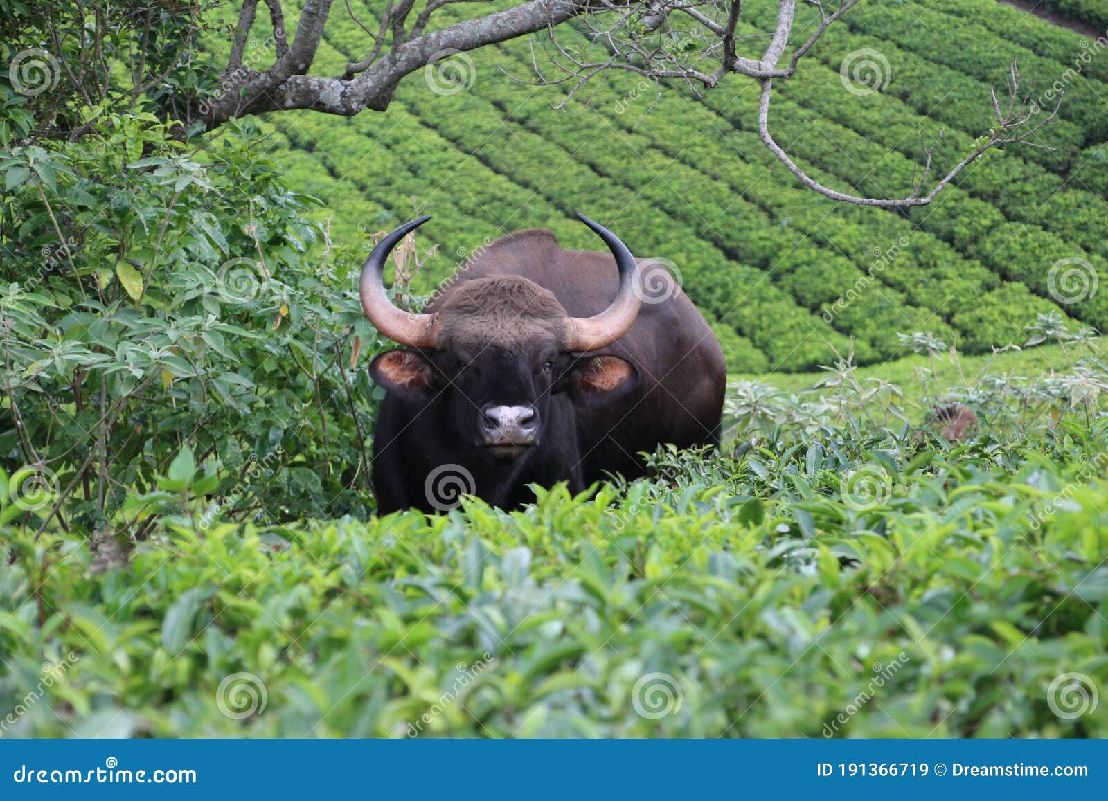 Forest hills bison stock image. Image of nature, jungle - 191366719