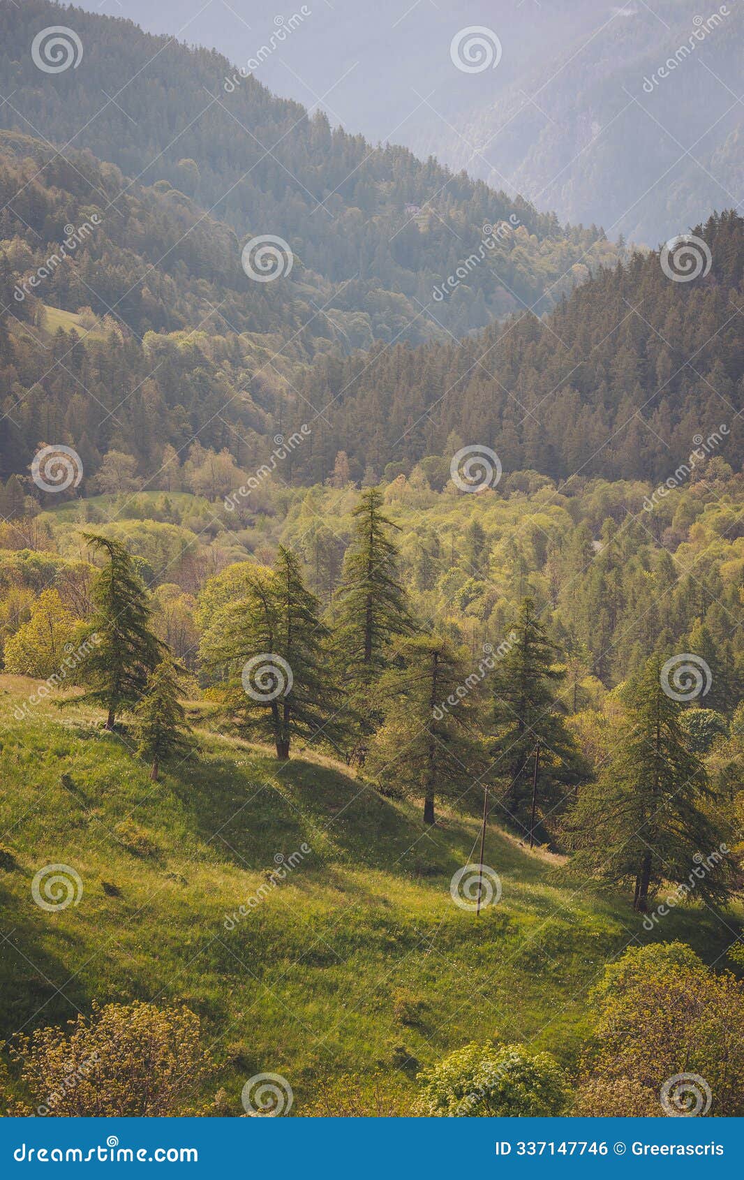 Forest on the Hills in Spring. Beautiful Environment Background in ...