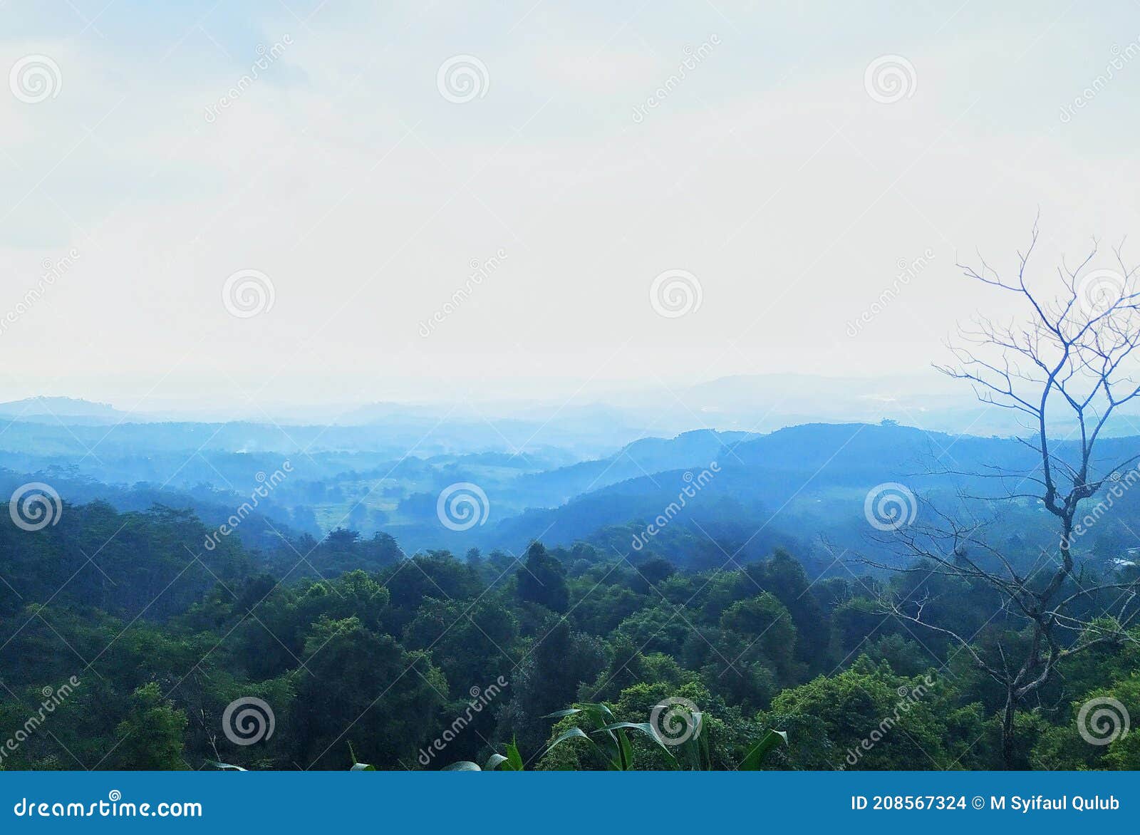 Forest in Hills stock photo. Image of landscape, mist - 208567324