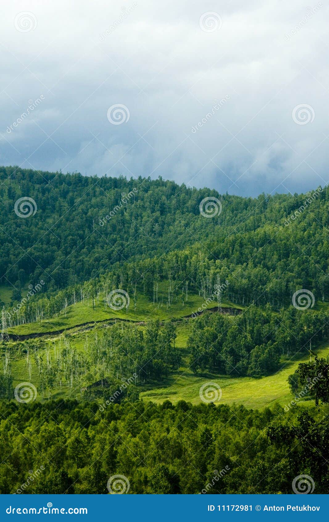 Forest on hillside stock image. Image of green, outdoor - 11172981