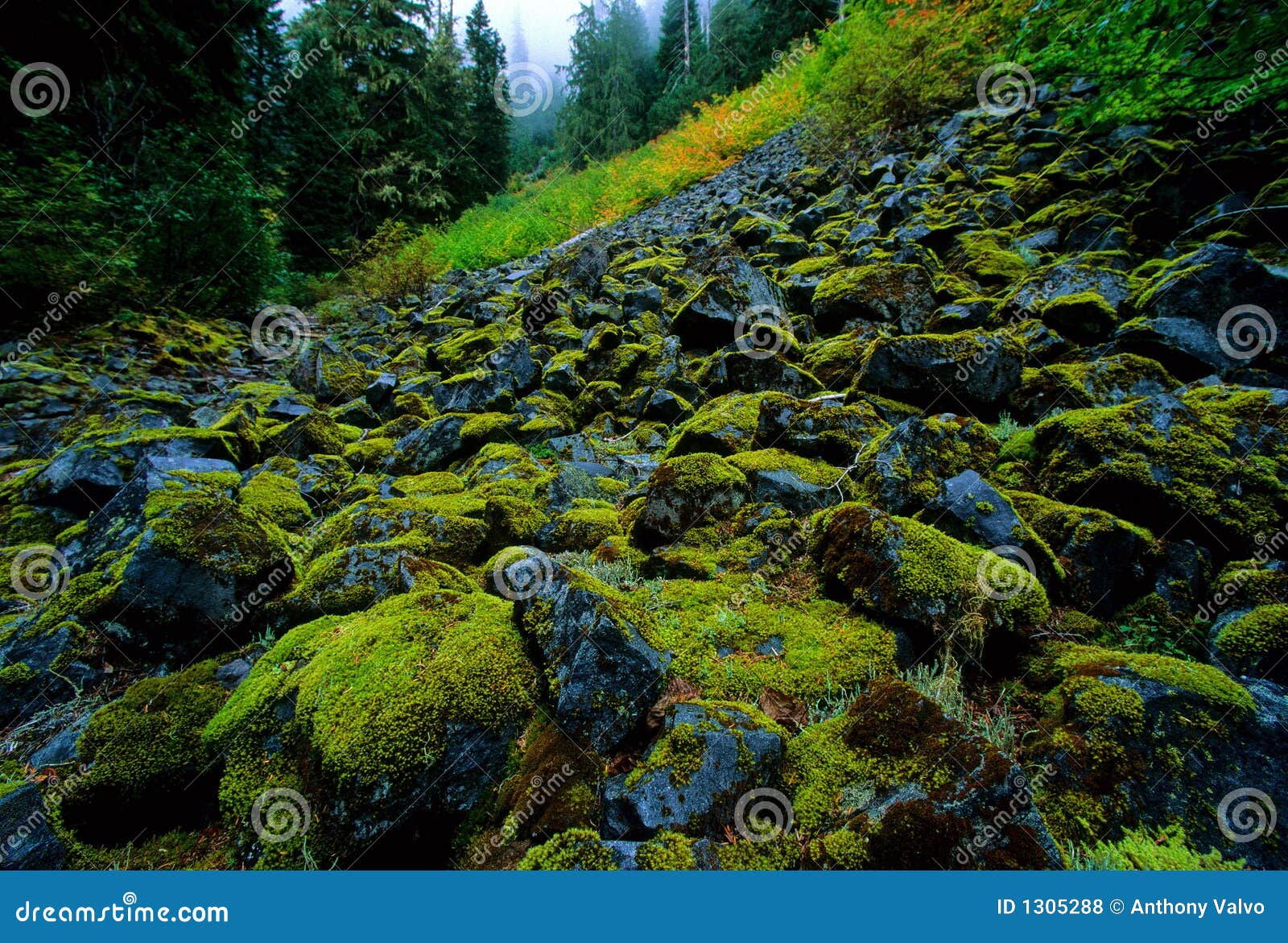 Forest Hillside stock photo. Image of moss, hiking, fall - 1305288