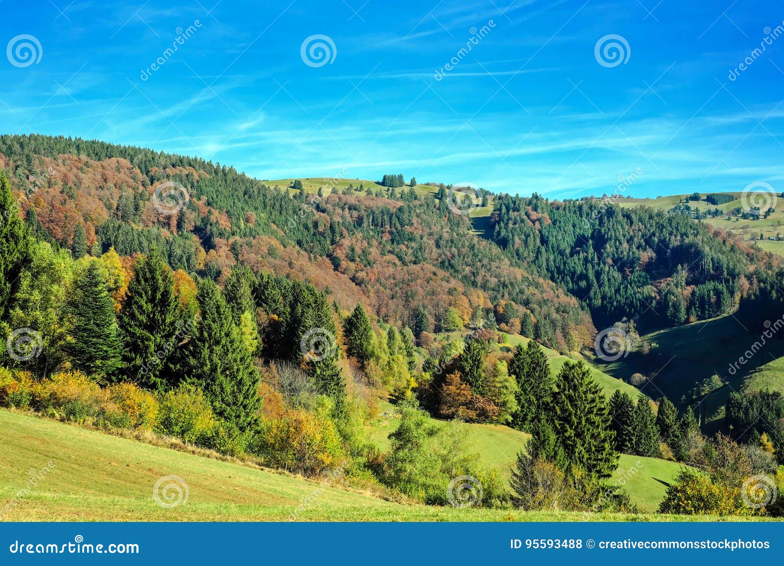 Forest On Hillside Picture. Image: 95593488