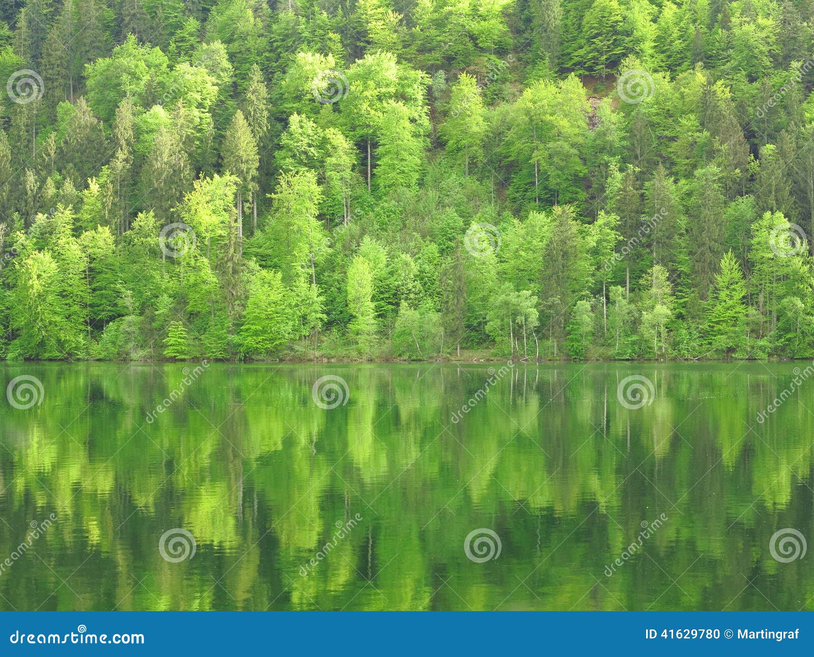 Hillside Forest Reflections on Water, Green Spring Season Nature Stock ...