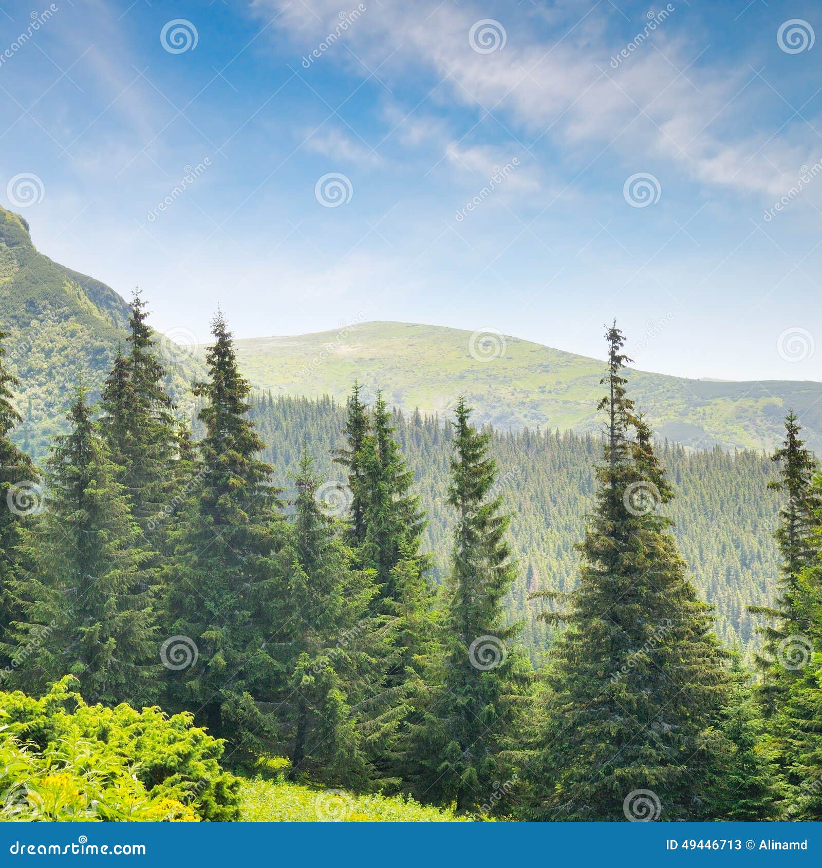 Forest on the hillside stock image. Image of blue, mountains - 49446713