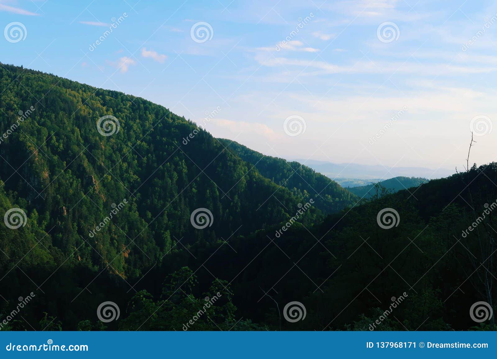Forest Hilltop over Valley stock image. Image of scenery - 137968171