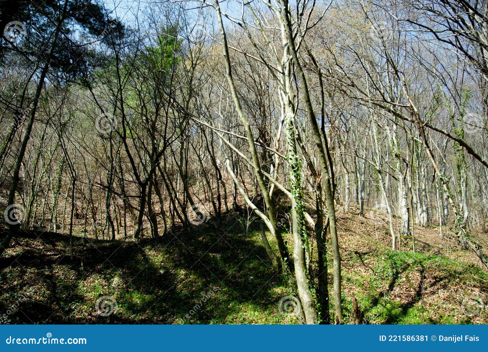 Forest in a Hilly Area Surrounded by Spring Greenery and Autumn Leaves ...