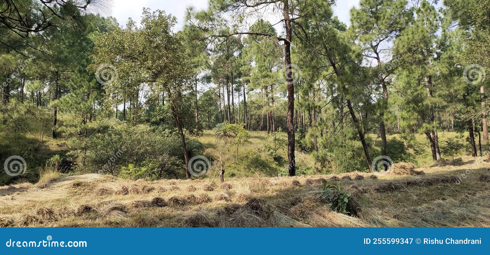 Forest in Himalaya stock image. Image of himal, tree - 255599347
