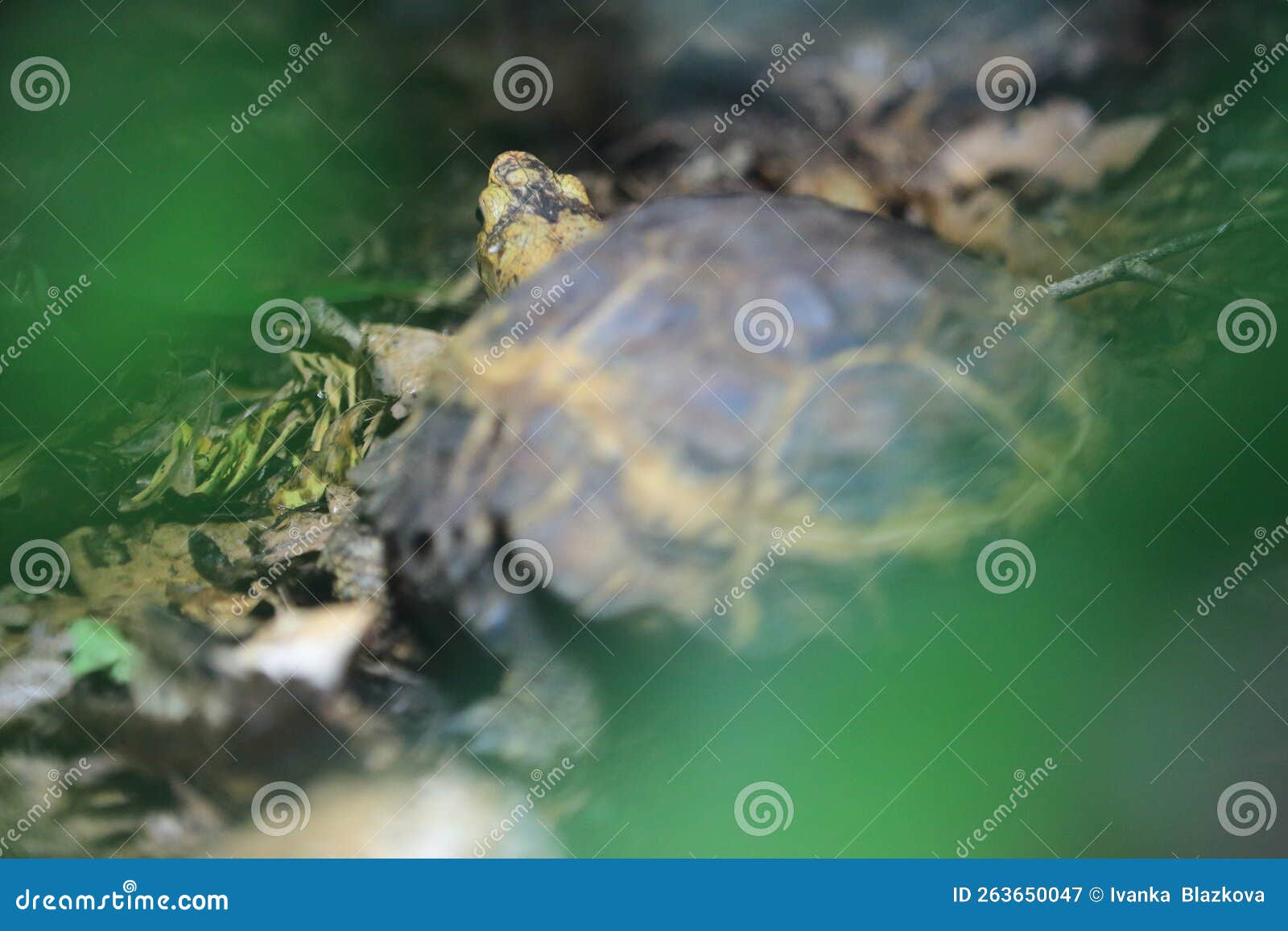 Forest hinge-back tortoise stock image. Image of tortoise - 263650047