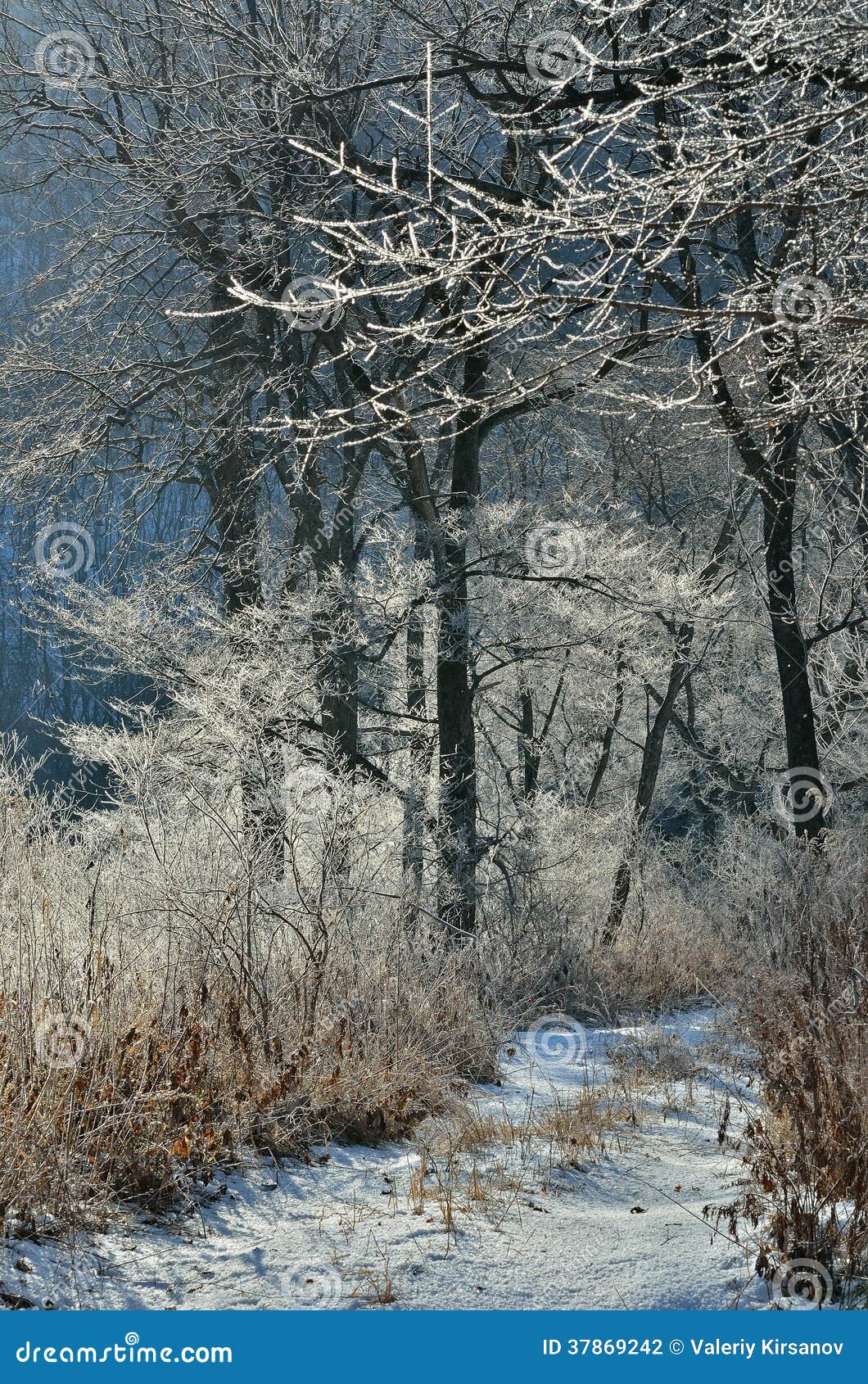 Forest with hoar 3 stock photo. Image of lane, beautiful - 37869242