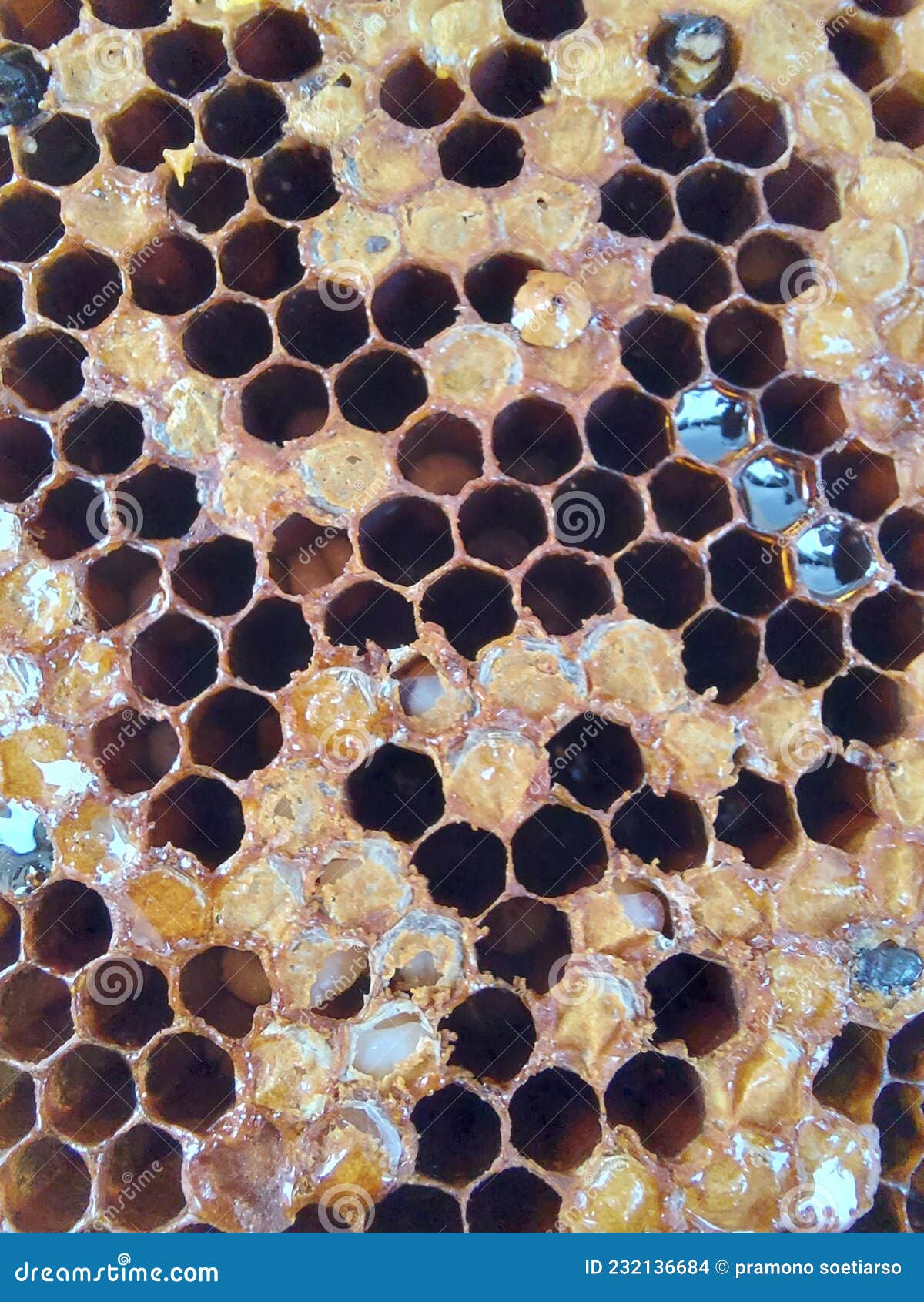 Forest honey bee nest stock photo. Image of bumblebee - 232136684