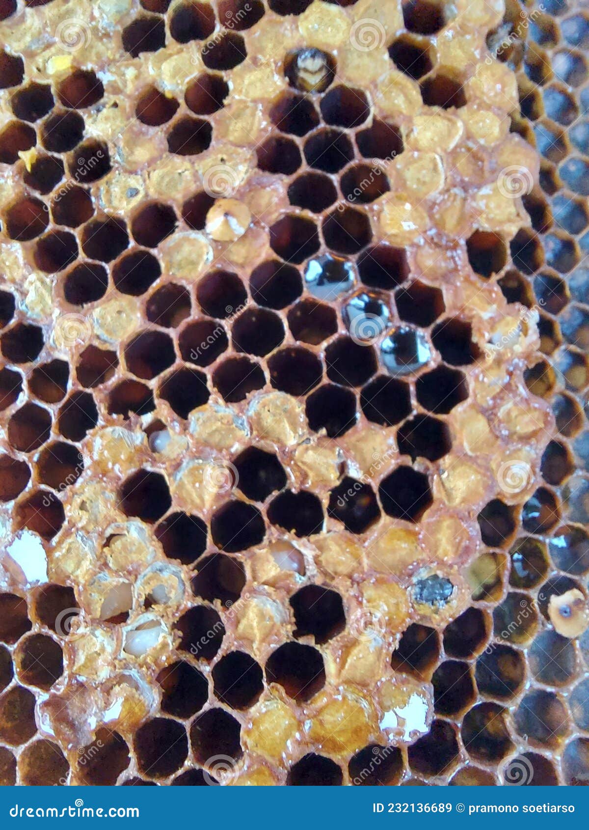 Forest honey bee nest stock image. Image of pollen, animal - 232136689