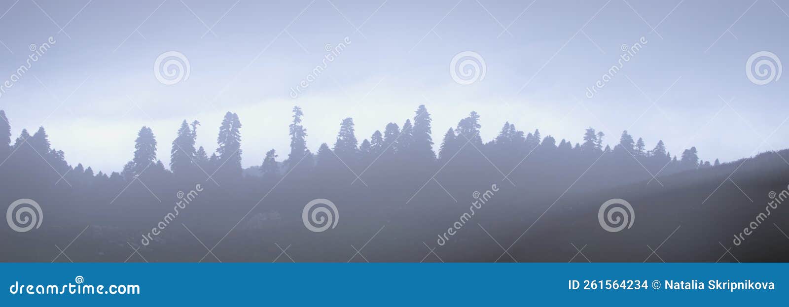 Forest on the Horizon in the Fog. Banner Stock Photo - Image of ...