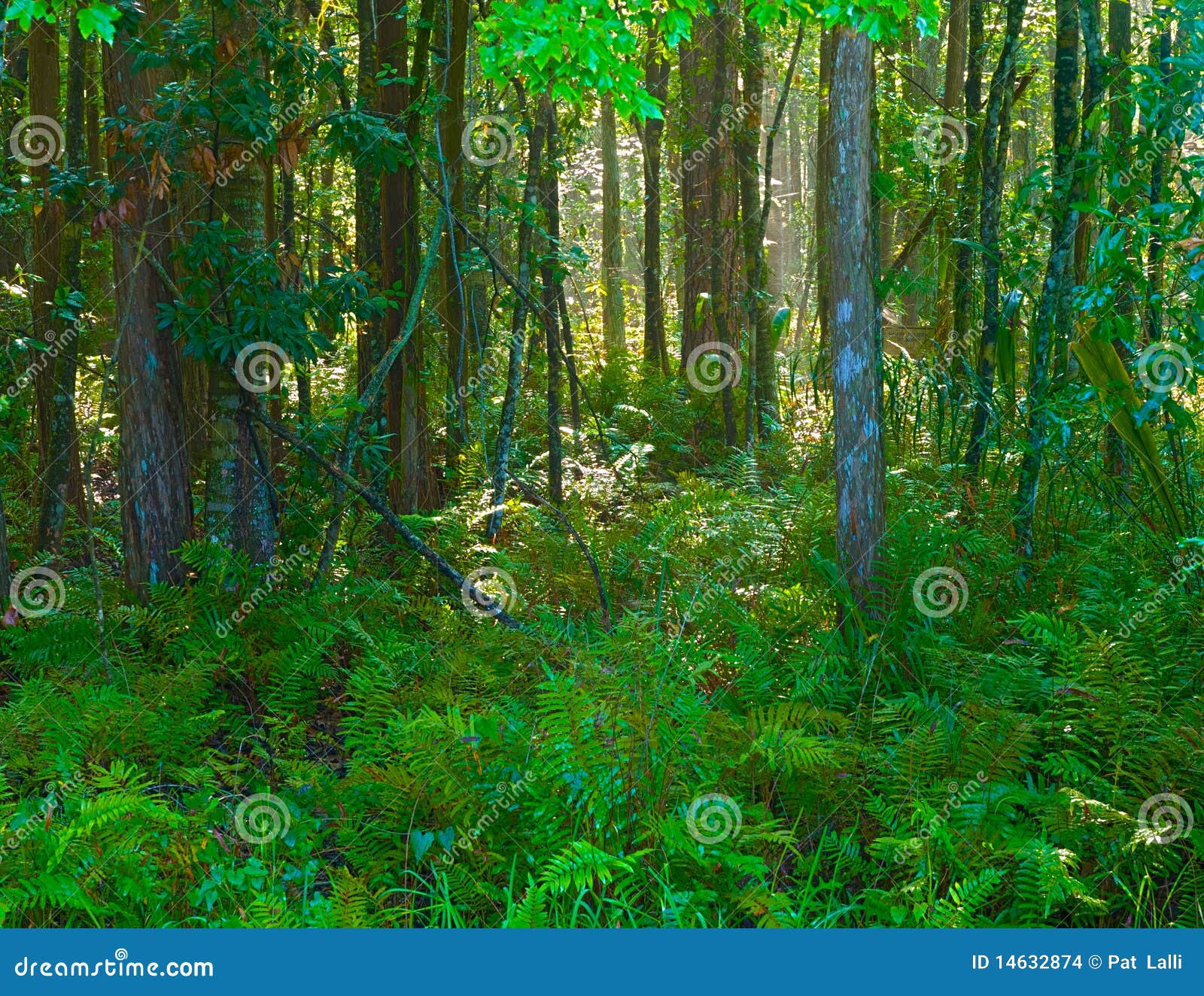 Forest horizontal HDR 1 stock photo. Image of ferns, ecology - 14632874