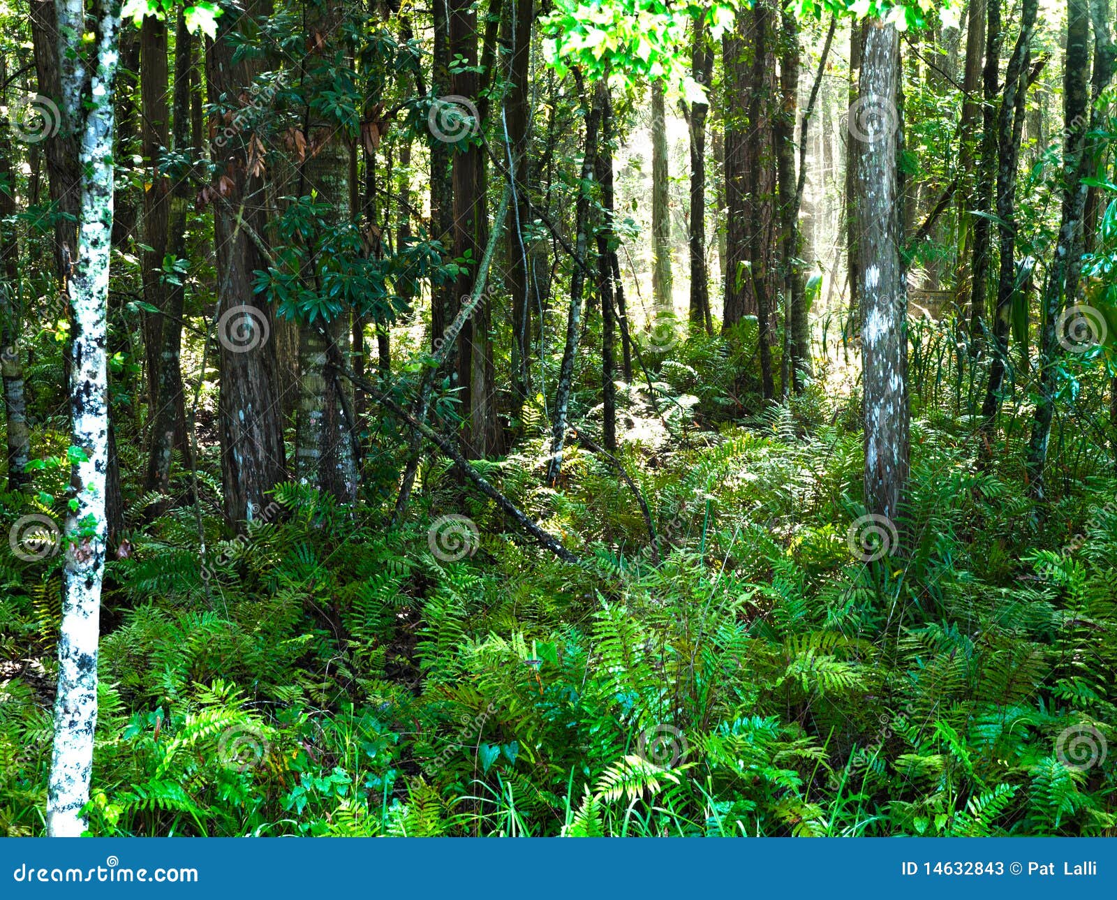 Forest horizontal HDR stock image. Image of beauty, foliage - 14632843