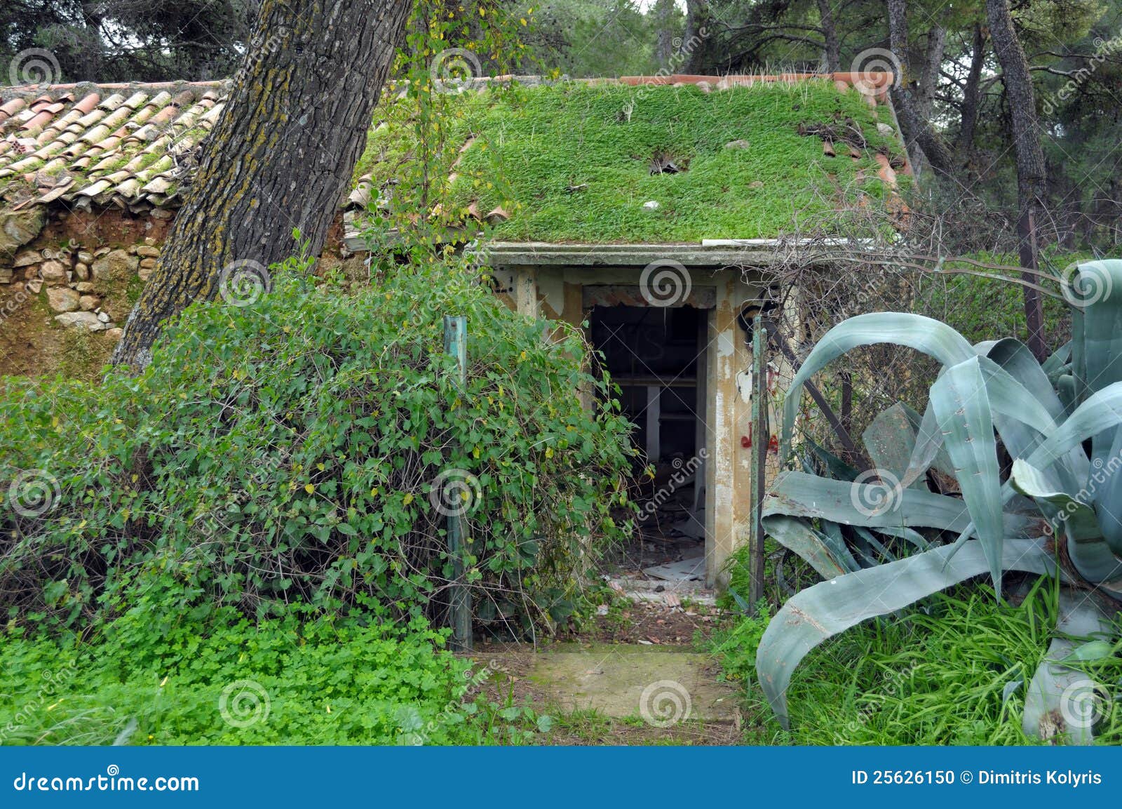 Forest House Overrun by Nature Stock Photo - Image of agave, crumbling ...