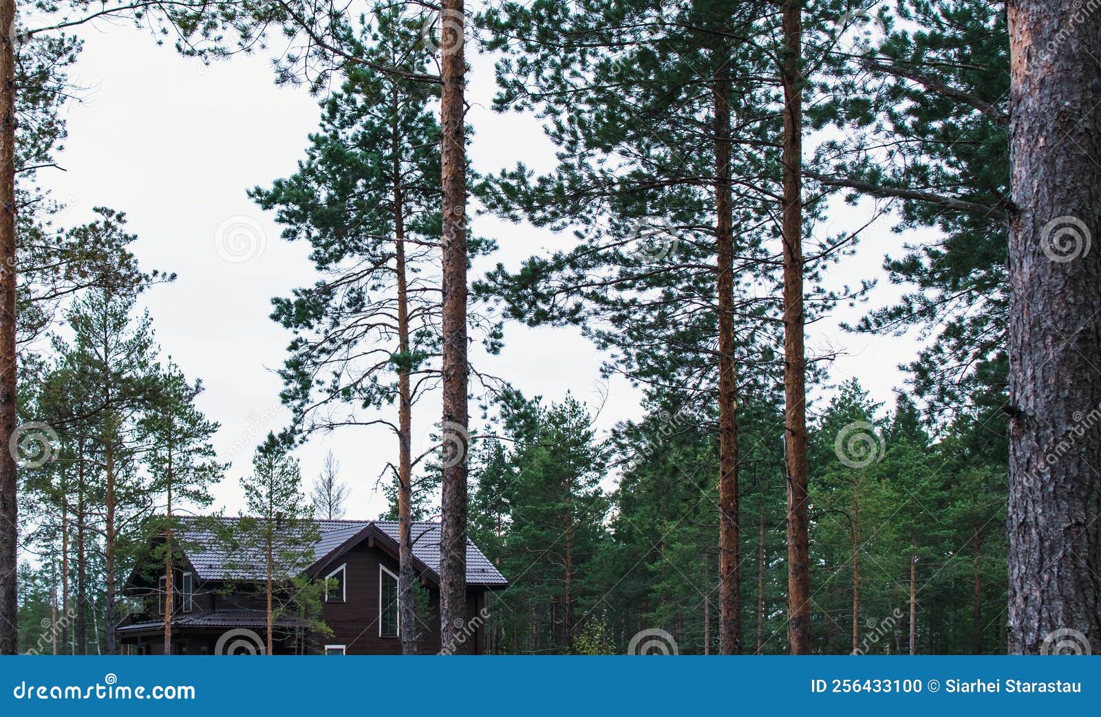 Forest House among the Trees Stock Photo - Image of garden, picturesque ...
