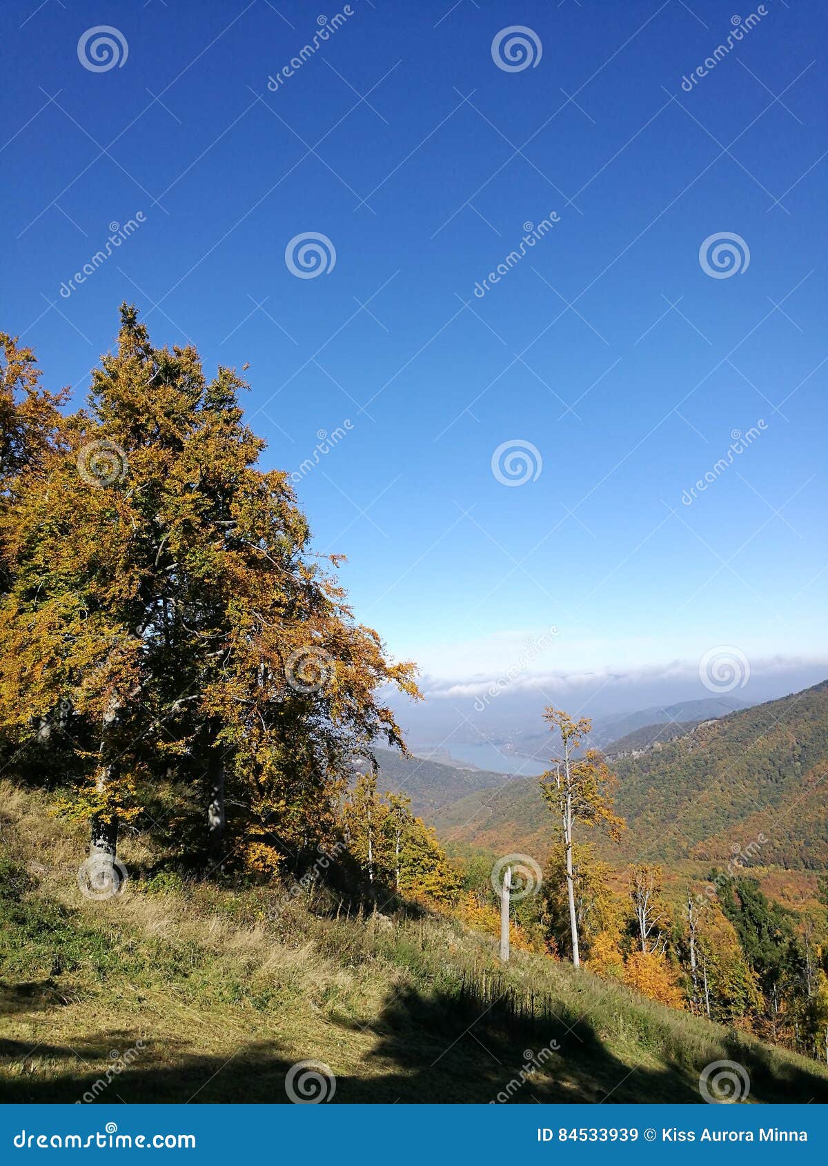 Forest in Hungary stock image. Image of landscape, forest - 84533939
